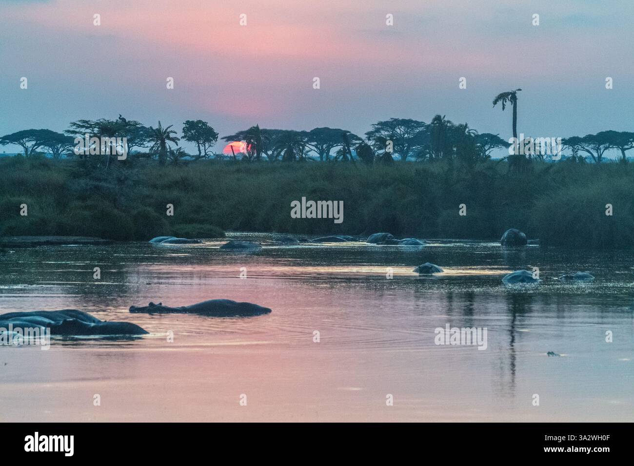Telephoto of a hippopotamus, Hippopotamus amphibius, floating partially ...