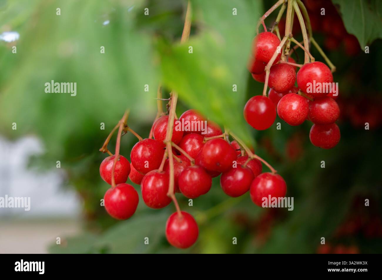 Red kalina hi-res stock photography and images - Alamy