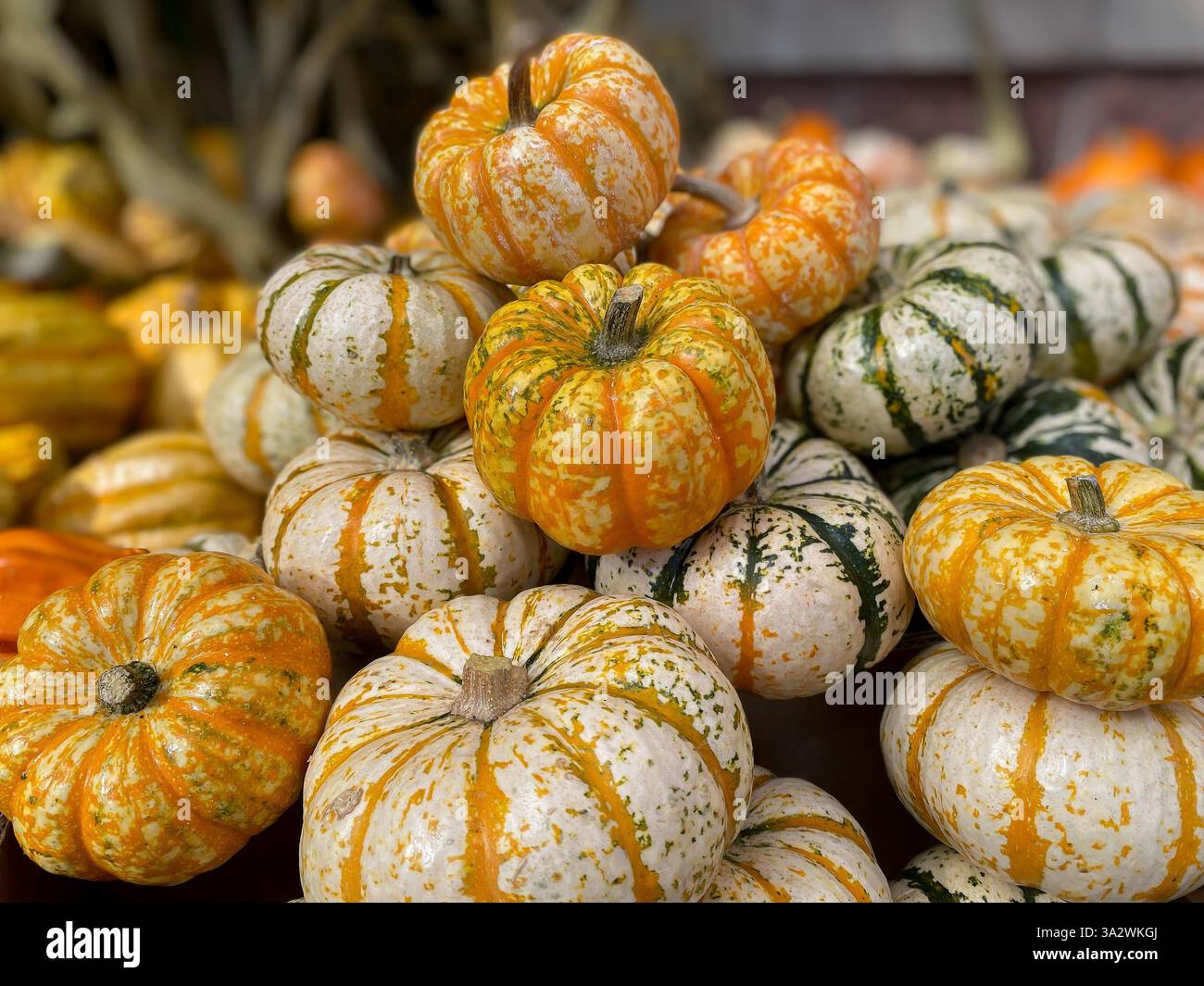 Lots of colorful striped pumpkins Stock Photo - Alamy