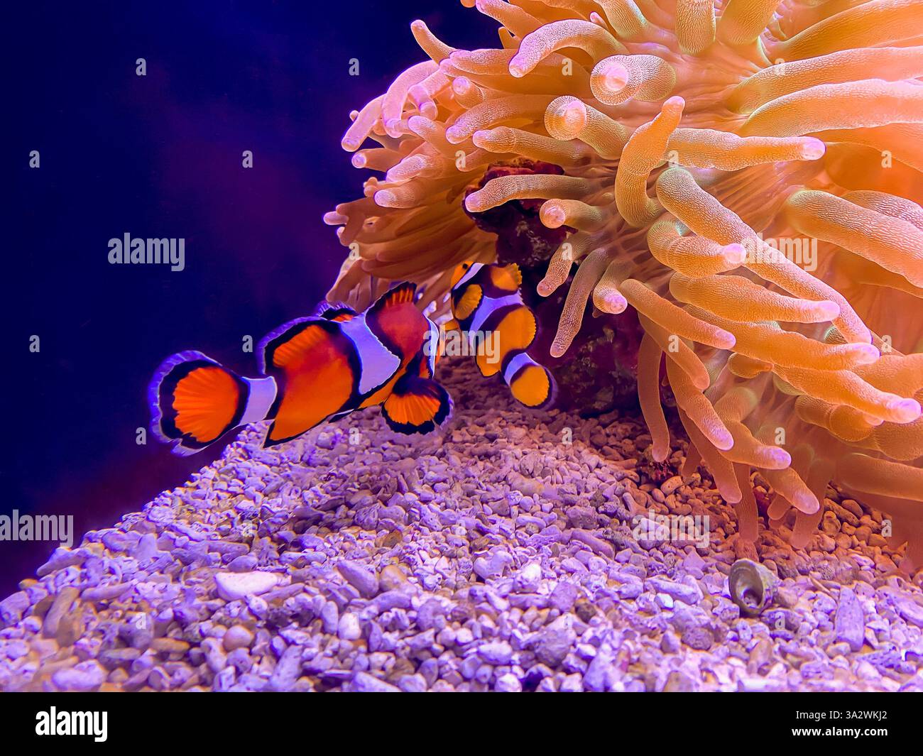 Sea anemone and clown fish in marine aquarium Stock Photo - Alamy