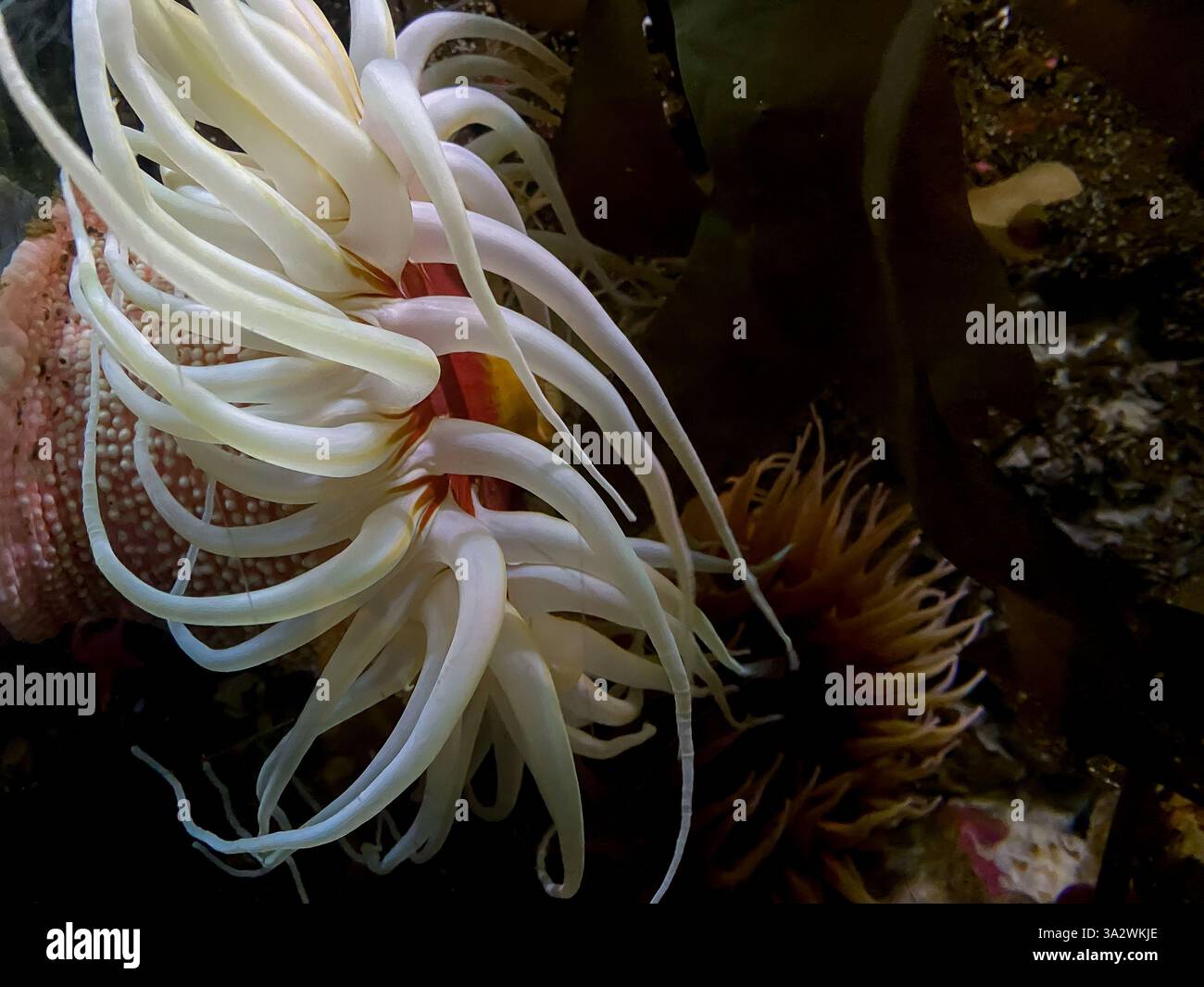 Actinia equina on an offshore reef. Marine aquarium Stock Photo - Alamy