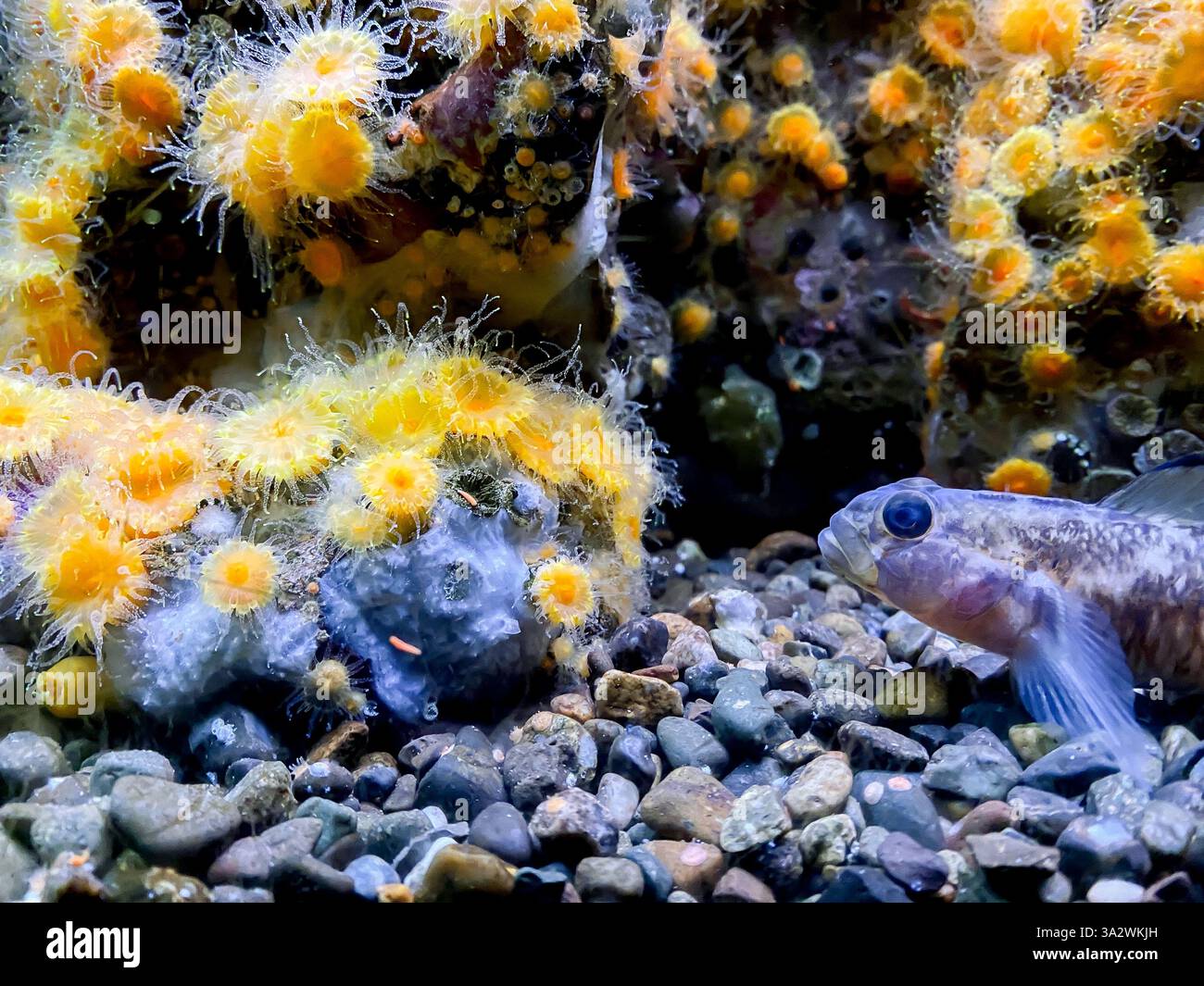 Anemone actinia fish on seabed hi-res stock photography and images - Alamy