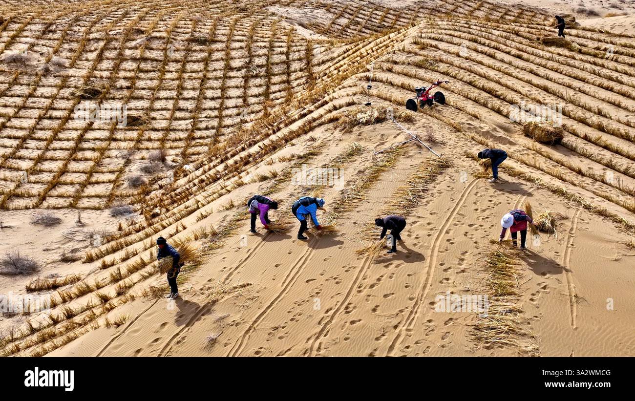 ZHANGYE, CHINA - MARCH 13, 2025 - Volunteers lay straw on a sand slope ...