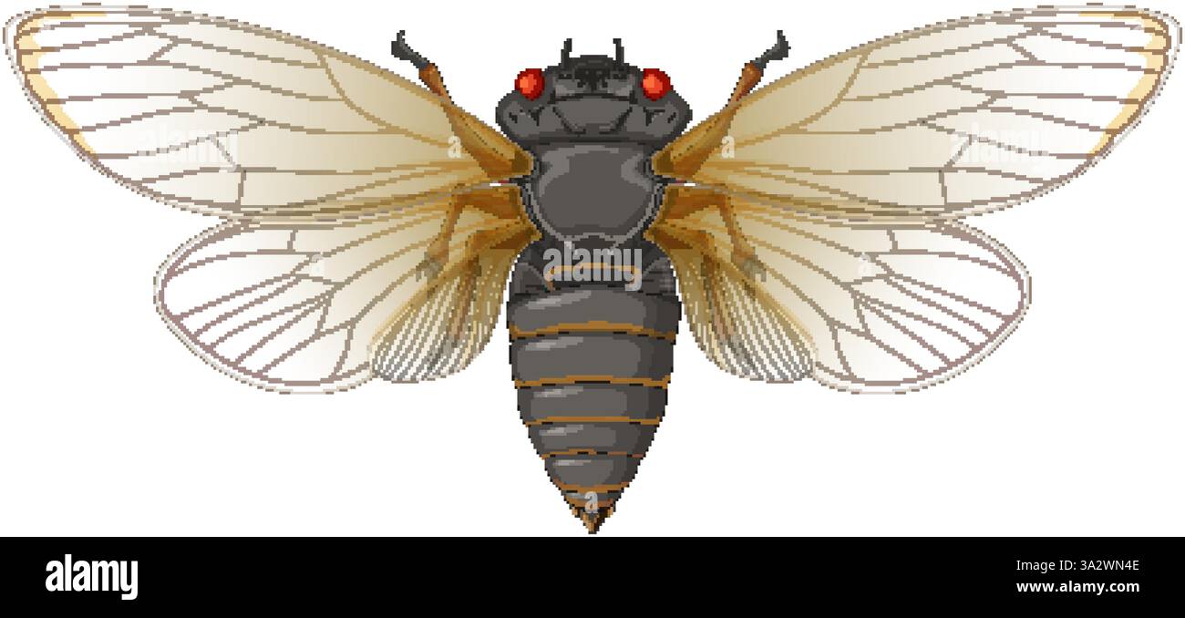 Realistic cicada with transparent wings and red eyes Stock Vector Image ...