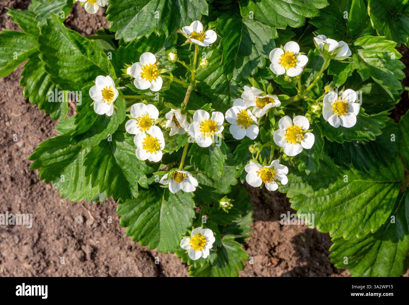 Strawberry Blossoms with green leaves and flowers. Flowering ...