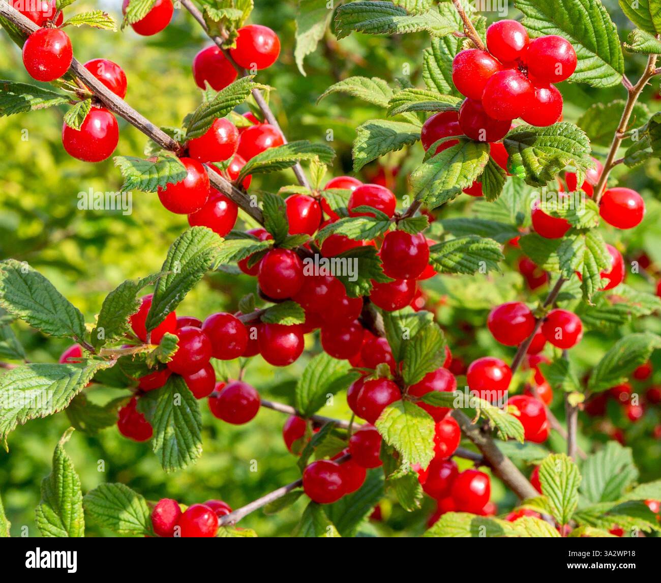 Cherry fruit. Korean cherry, mountain cherry, Chinese Bush cherry ...