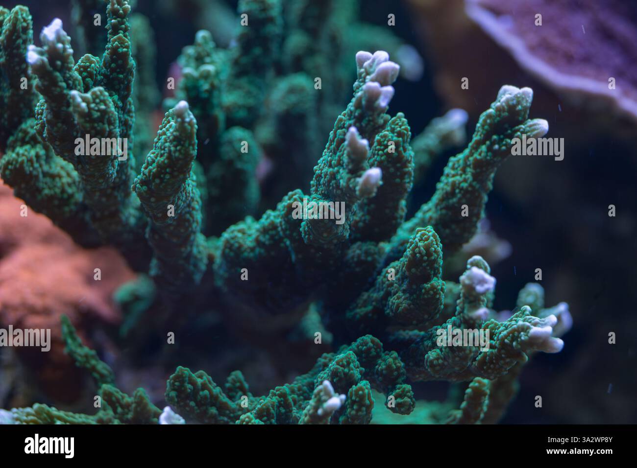 Close-up of a vibrant green coral with detailed textures and branching ...