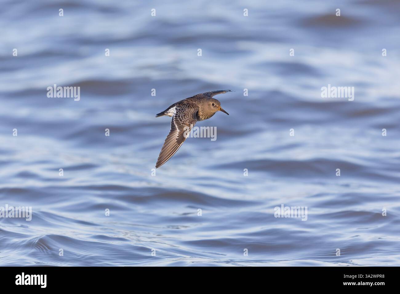Purple sandpiper Calidris maritima, winter plumage adult flying ...