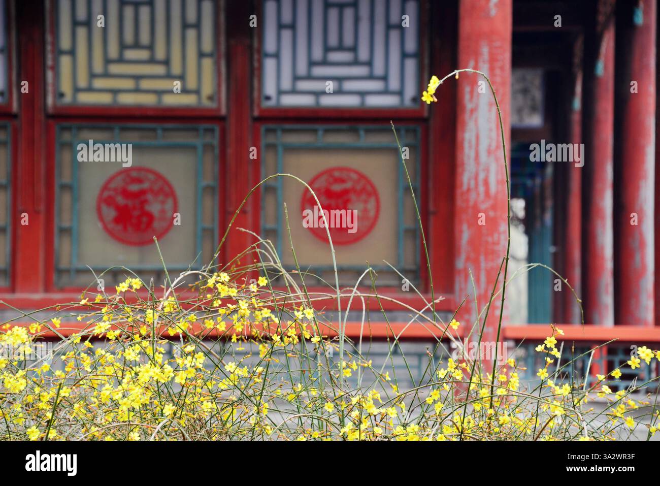 Spring flowers bloom at the Summer Palace in Beijing, China, 11 March ...