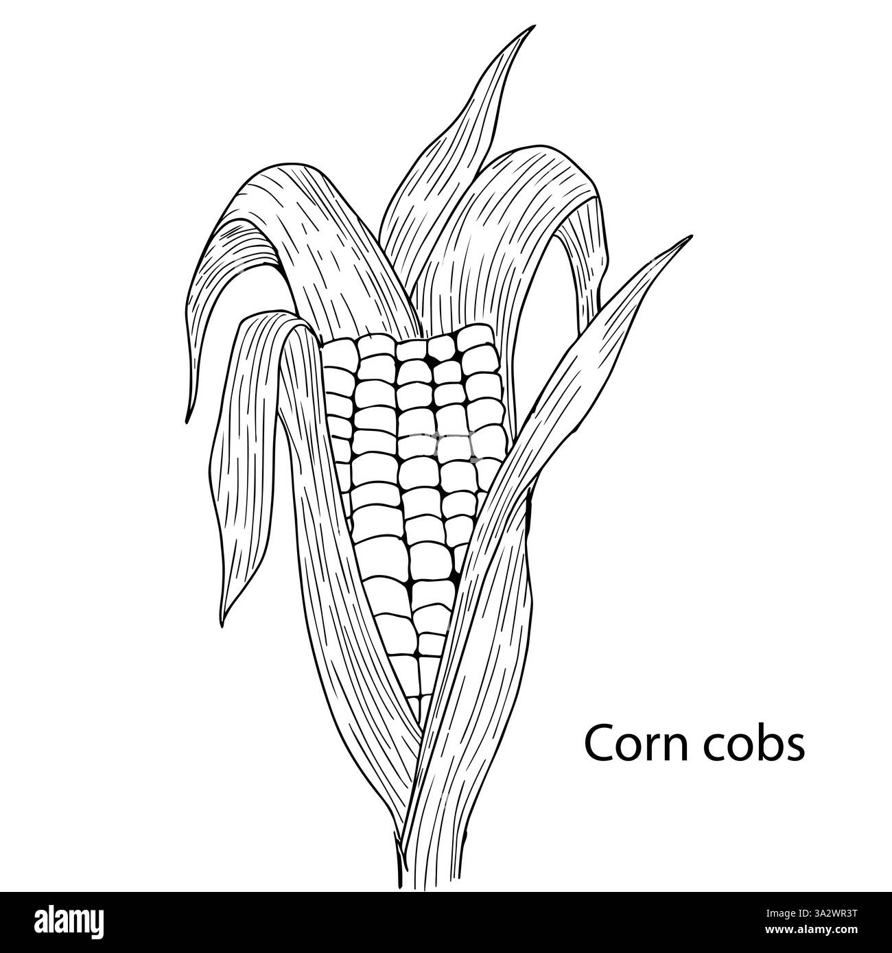 Black and white vector illustration of half an ear of corn on a white ...
