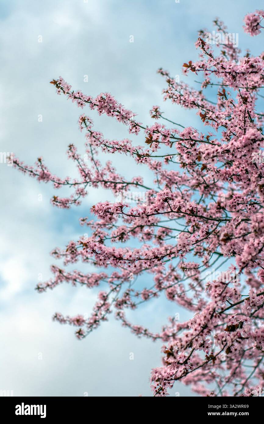 Pink cherry blossom tree branches Stock Photo - Alamy