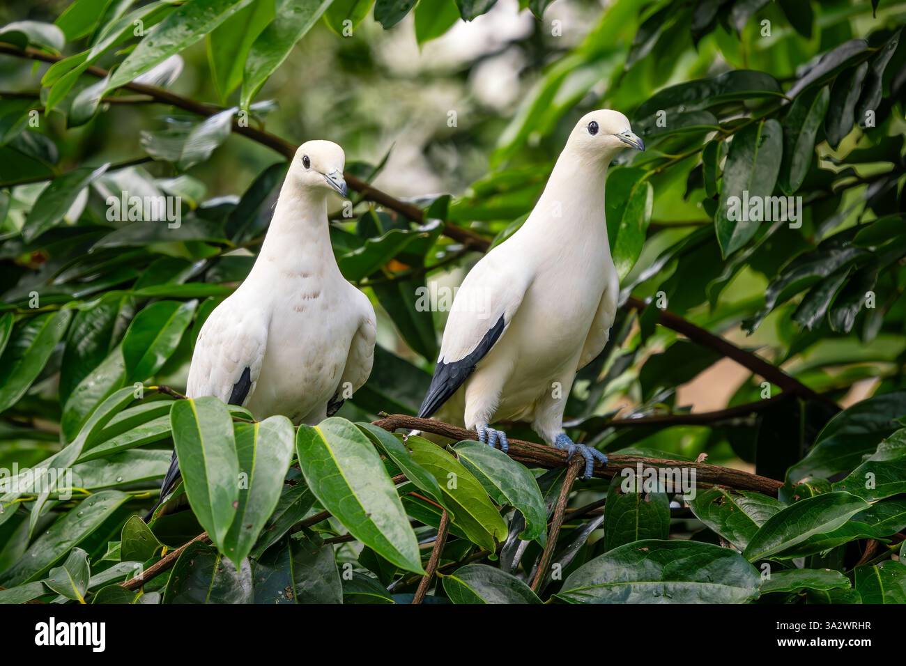 Pacific Imperial Pigeon - Ducula pacifica, beautiful colored pigeon ...