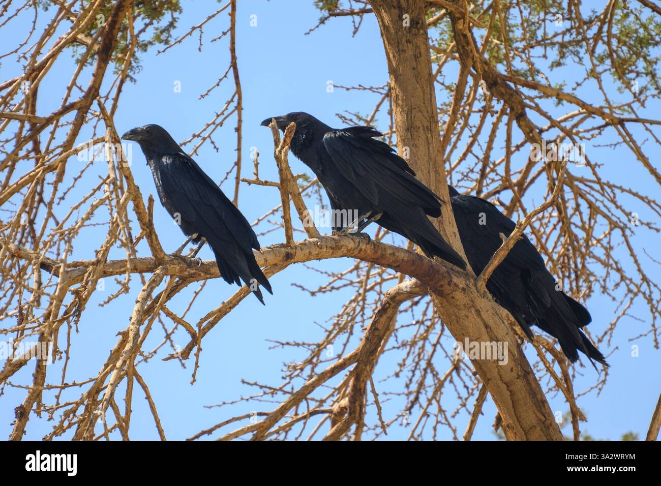 The fan-tailed raven (Corvus rhipidurus) is a passerine bird of the ...