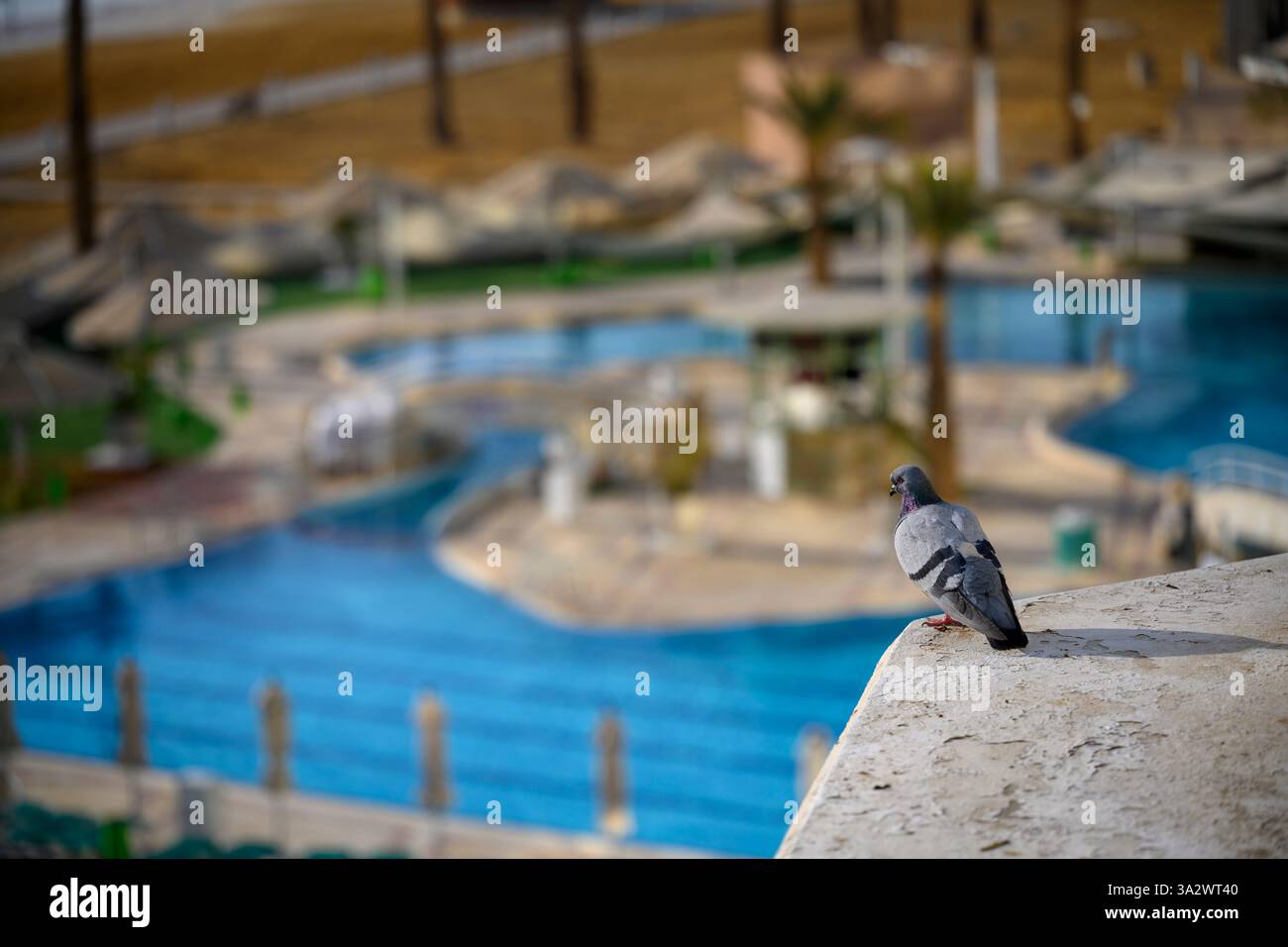 rock dove, rock pigeon, or common pigeon (Columba livia) Photographed ...