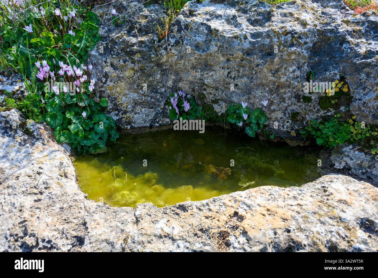 a cluster of Flowering Persian Violets (Cyclamen persicum) near a water ...