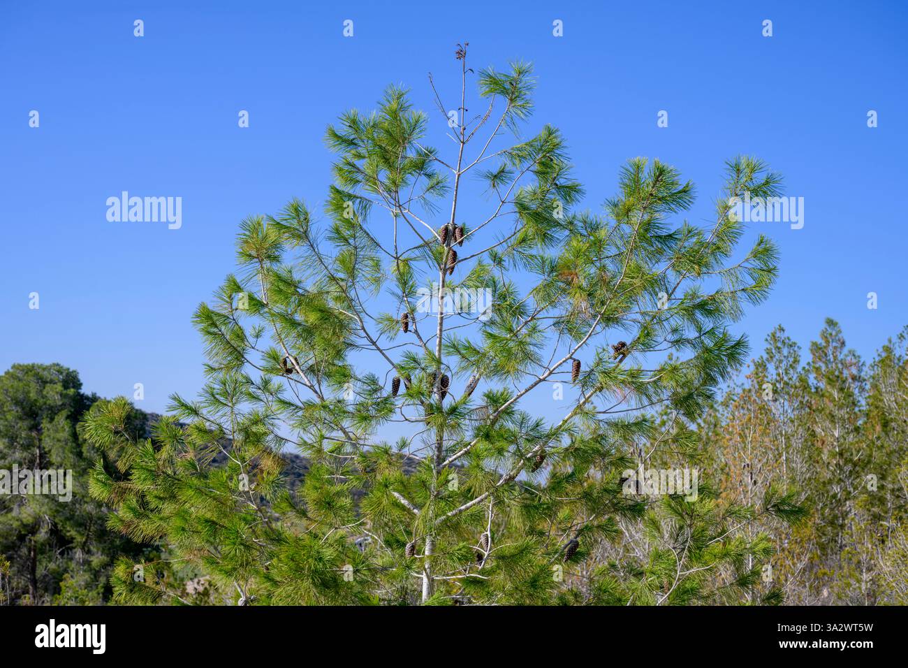 Perfect pine cones hanging from a pine tree branch surrounded by its ...