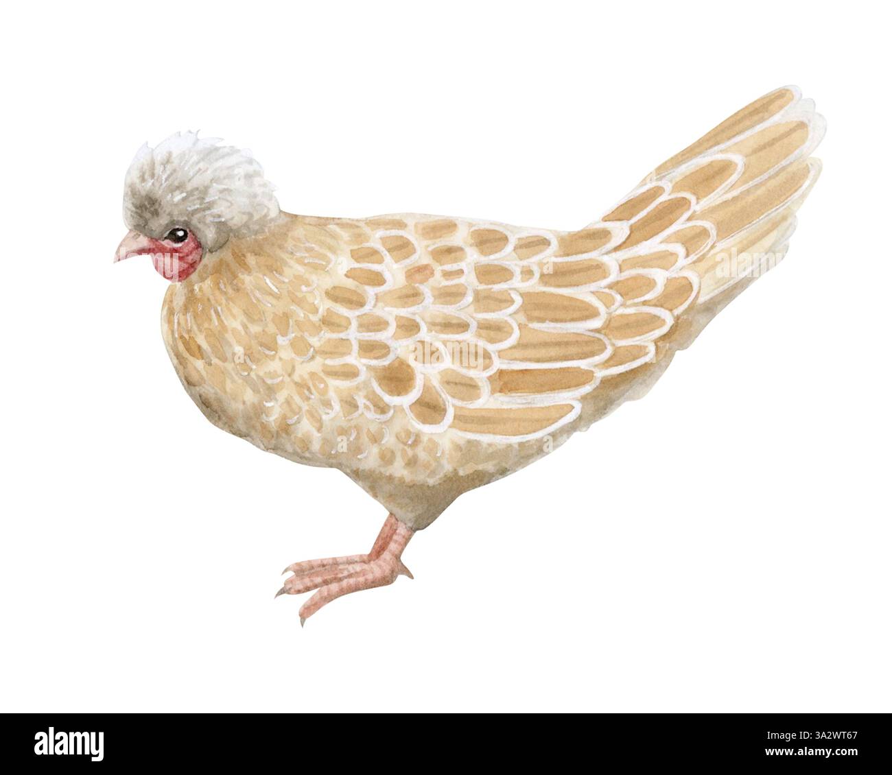 Padovana hen hi-res stock photography and images - Alamy