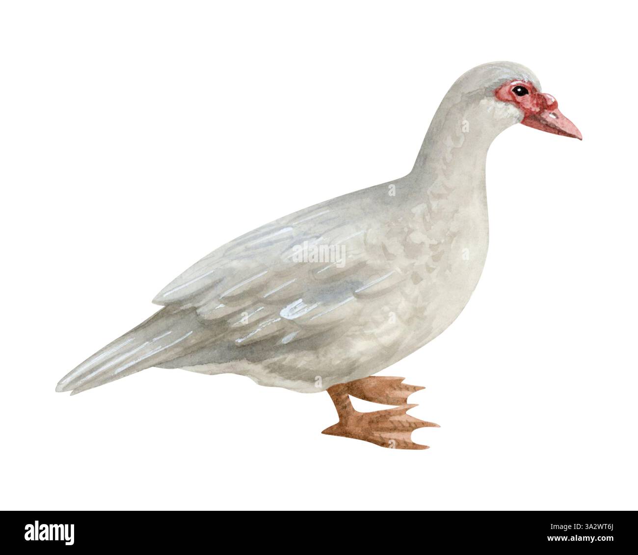 Grey Muscovy duck watercolor illustration isolated on white background ...