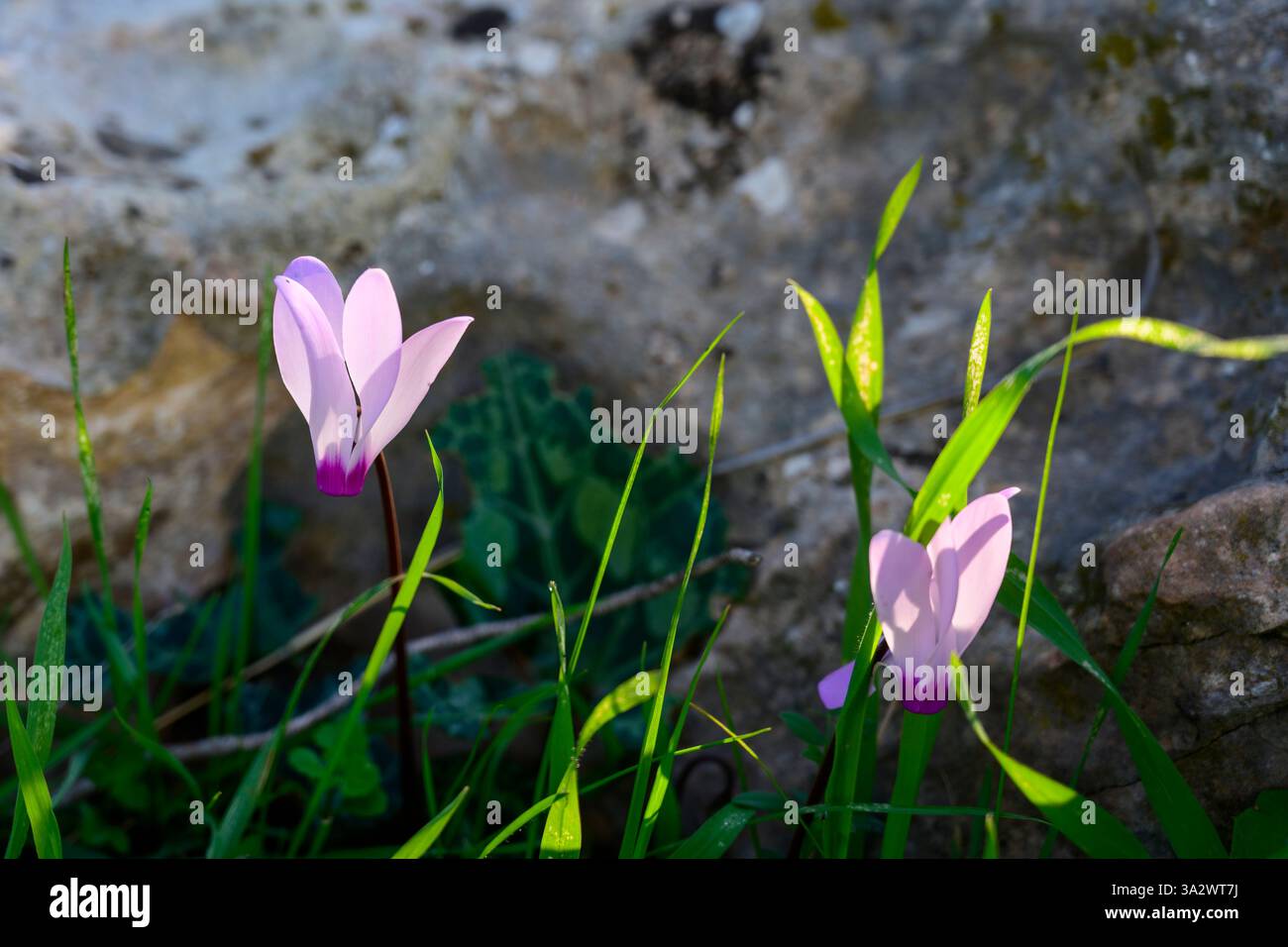 A cluster of Flowering Persian Violets (Cyclamen persicum ...