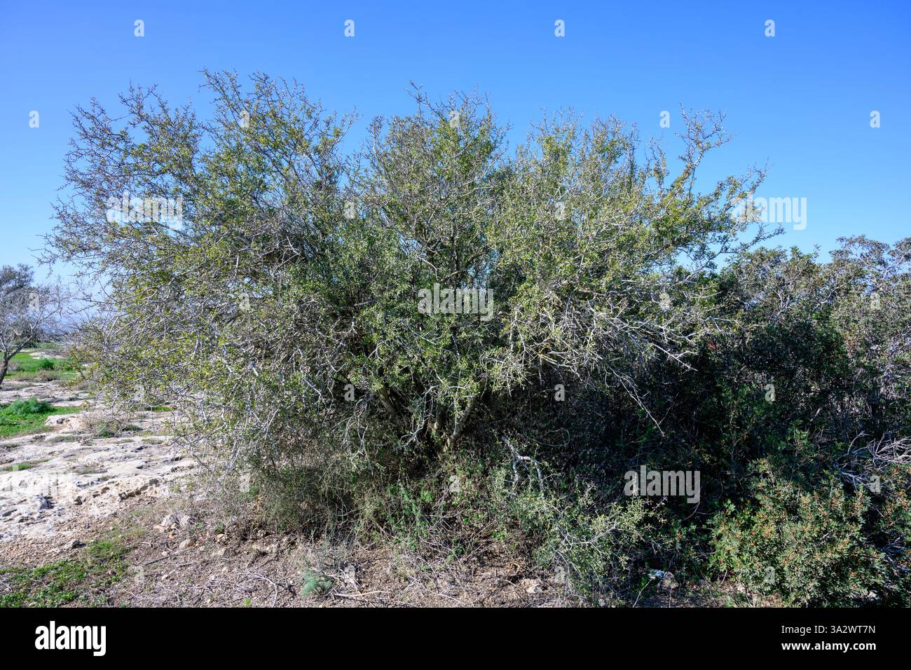 Rhamnus lycioides, the black hawthorn, European buckthorn, or ...