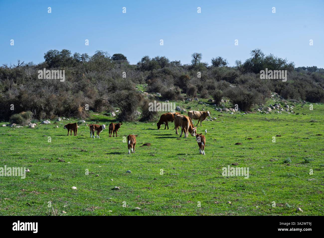 free grazing cattle at Gevaot Gad [Gad's Hills] Nature Reserve, Lachish ...