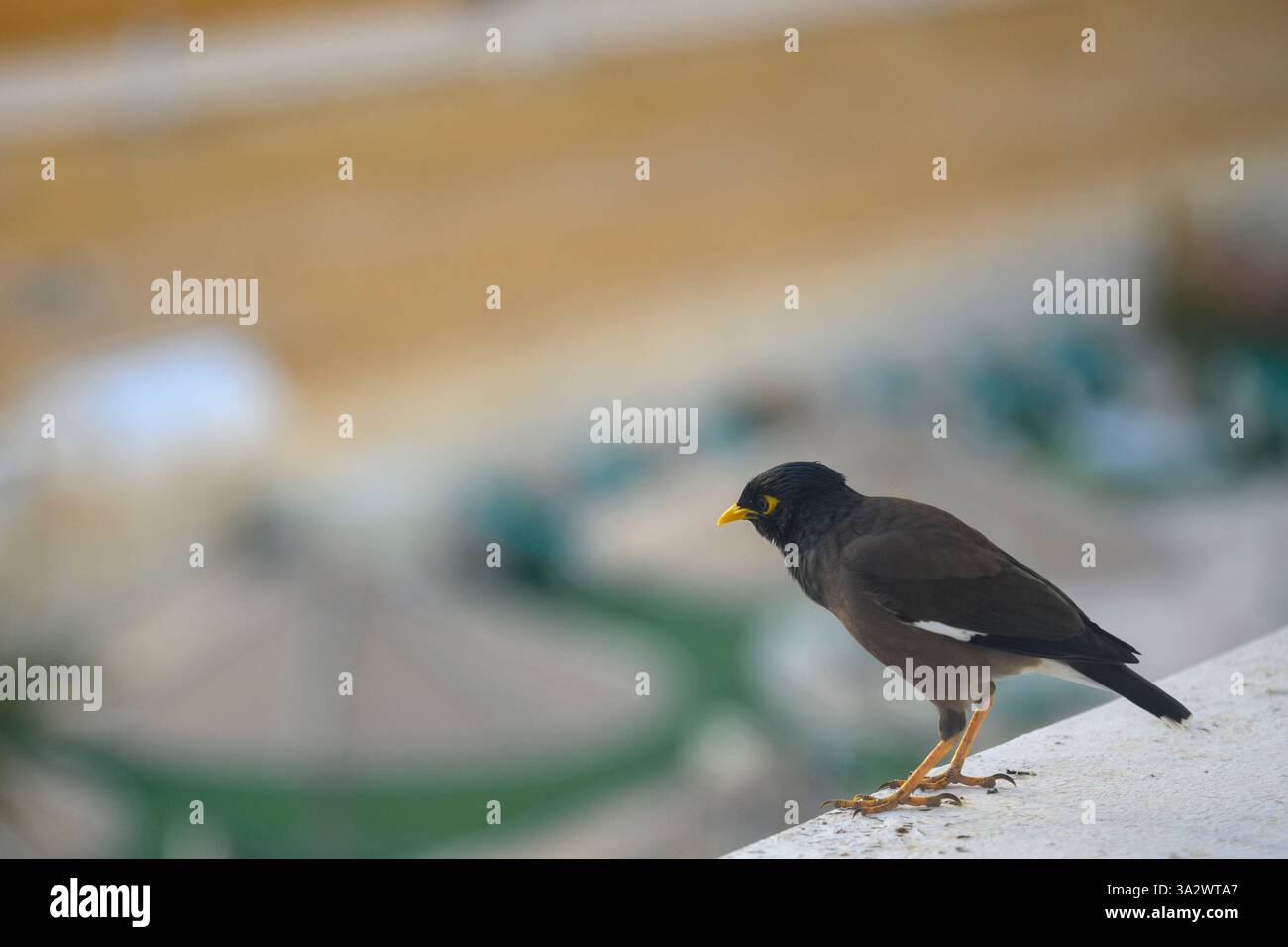 Common myna (or Indian Myna Acridotheres tristis). This bird is native ...