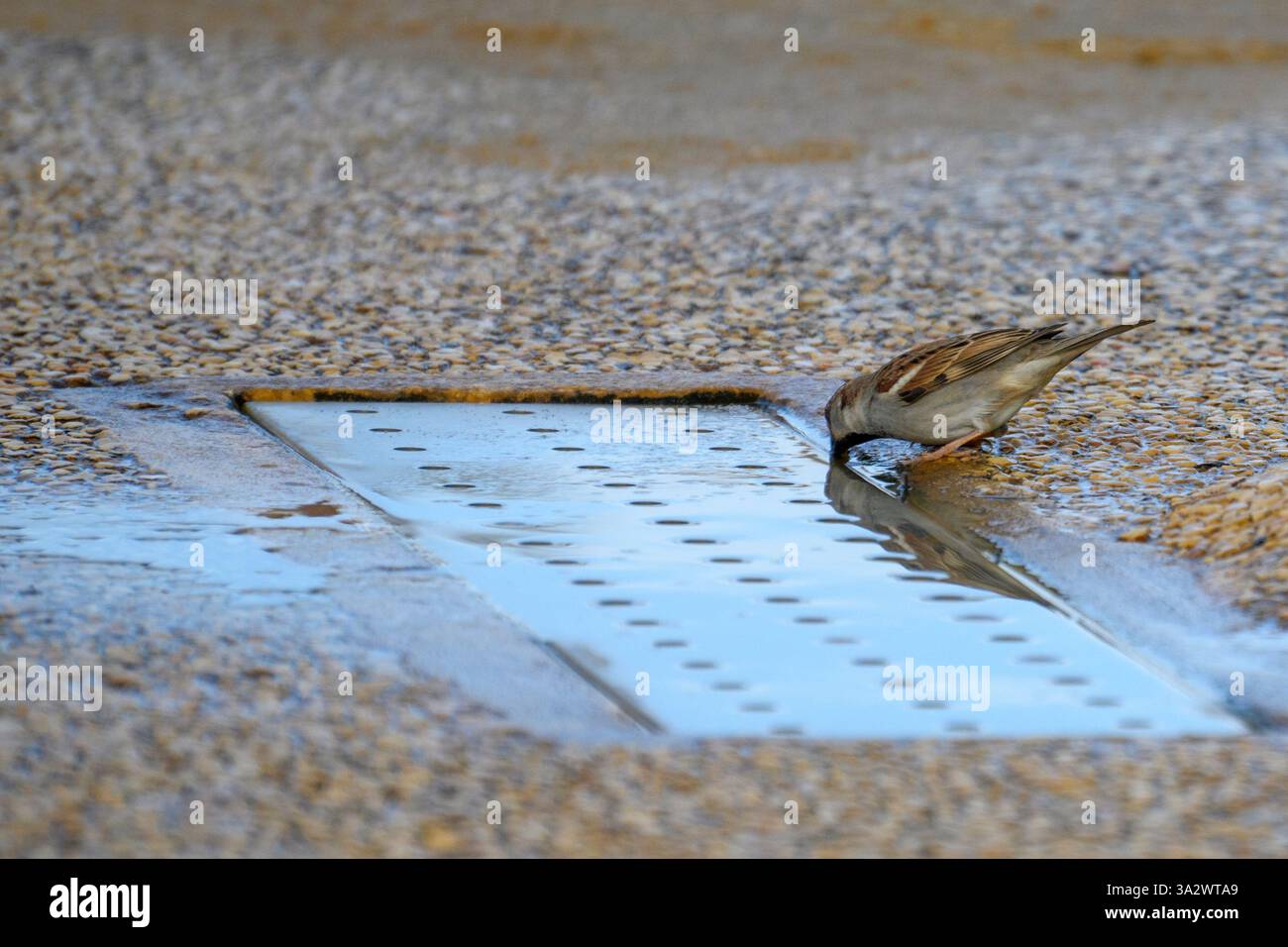 house sparrow (Passer domesticus عصفور دوري ) drinks water from a ...