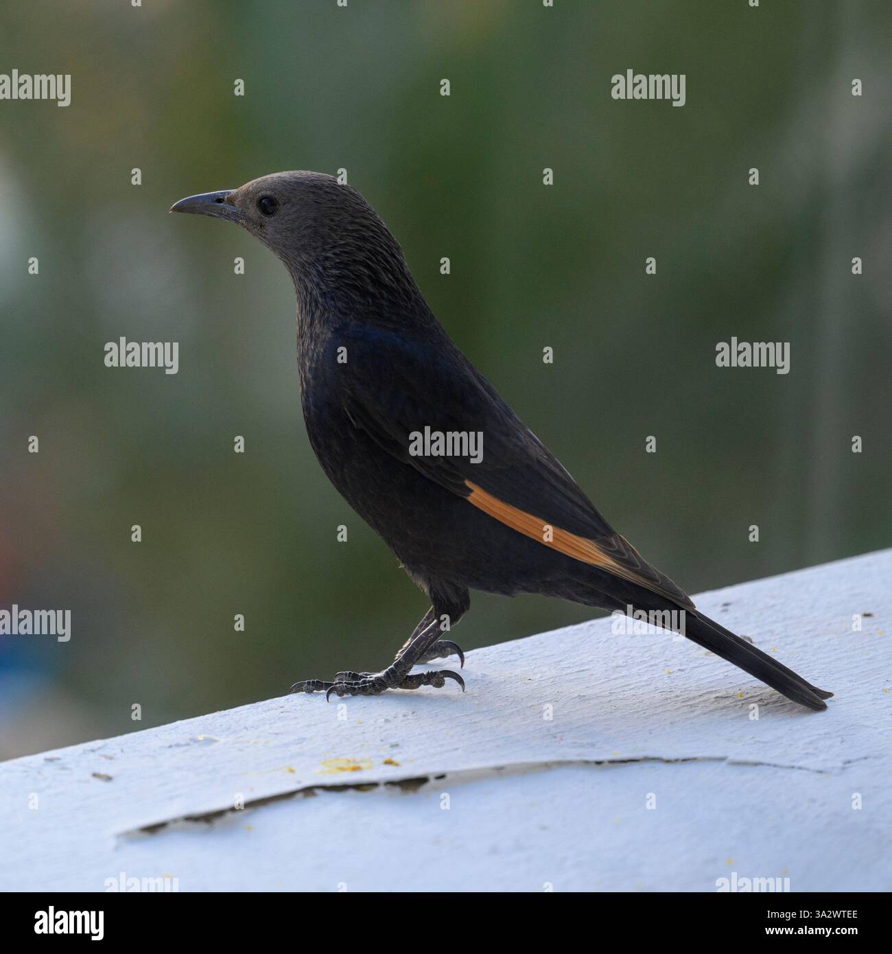 Tristram's starling (Onychognathus tristramii زرزور أسود ), also known ...