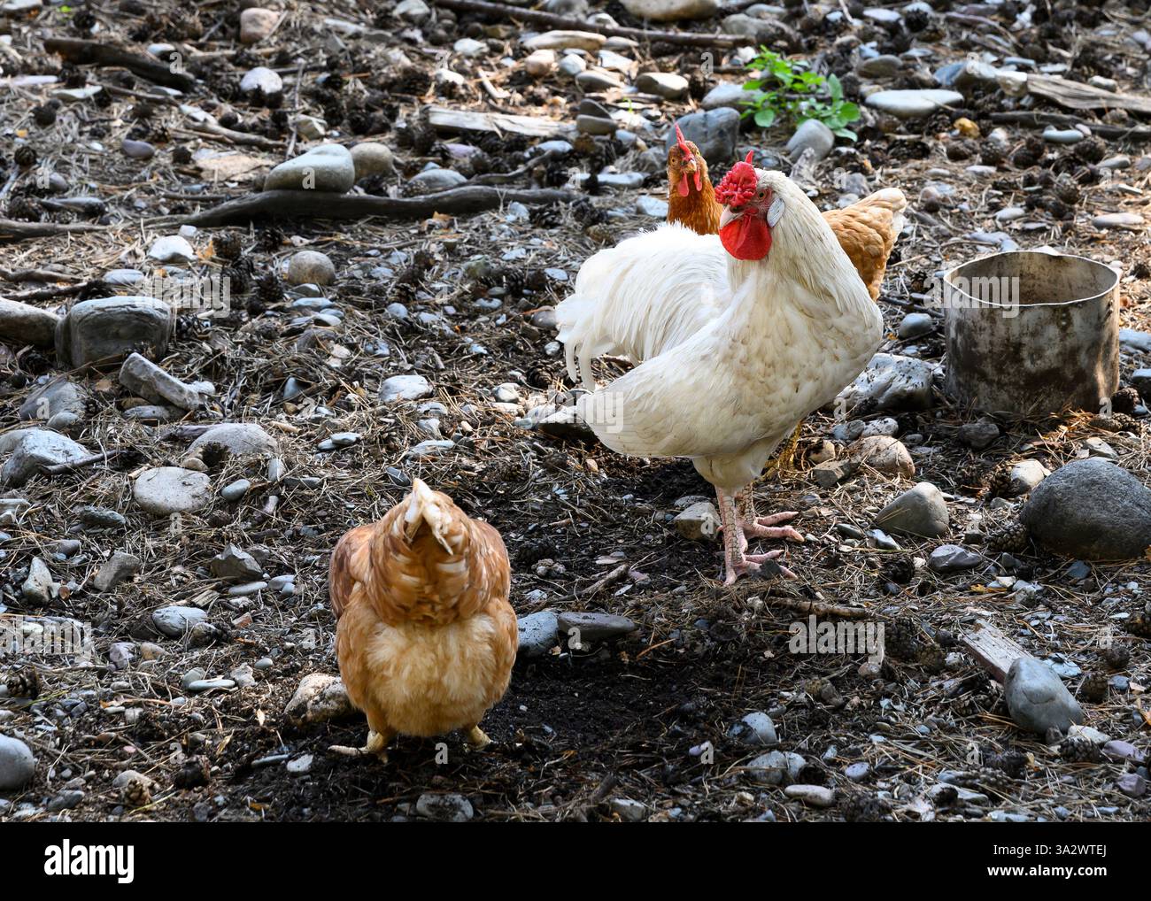 Two hens and a rooster formed a love triangle Stock Photo - Alamy