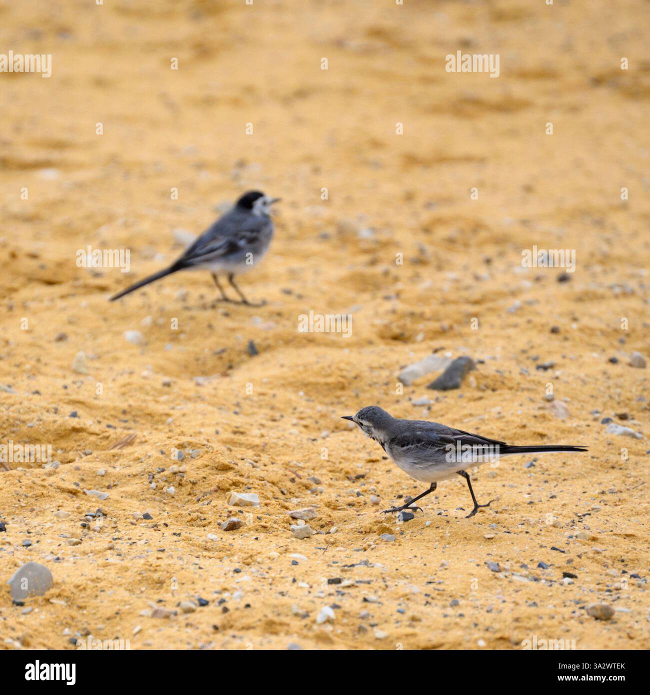 single White wagtail (Motacilla alba) on the shore of the Dead Sea ...