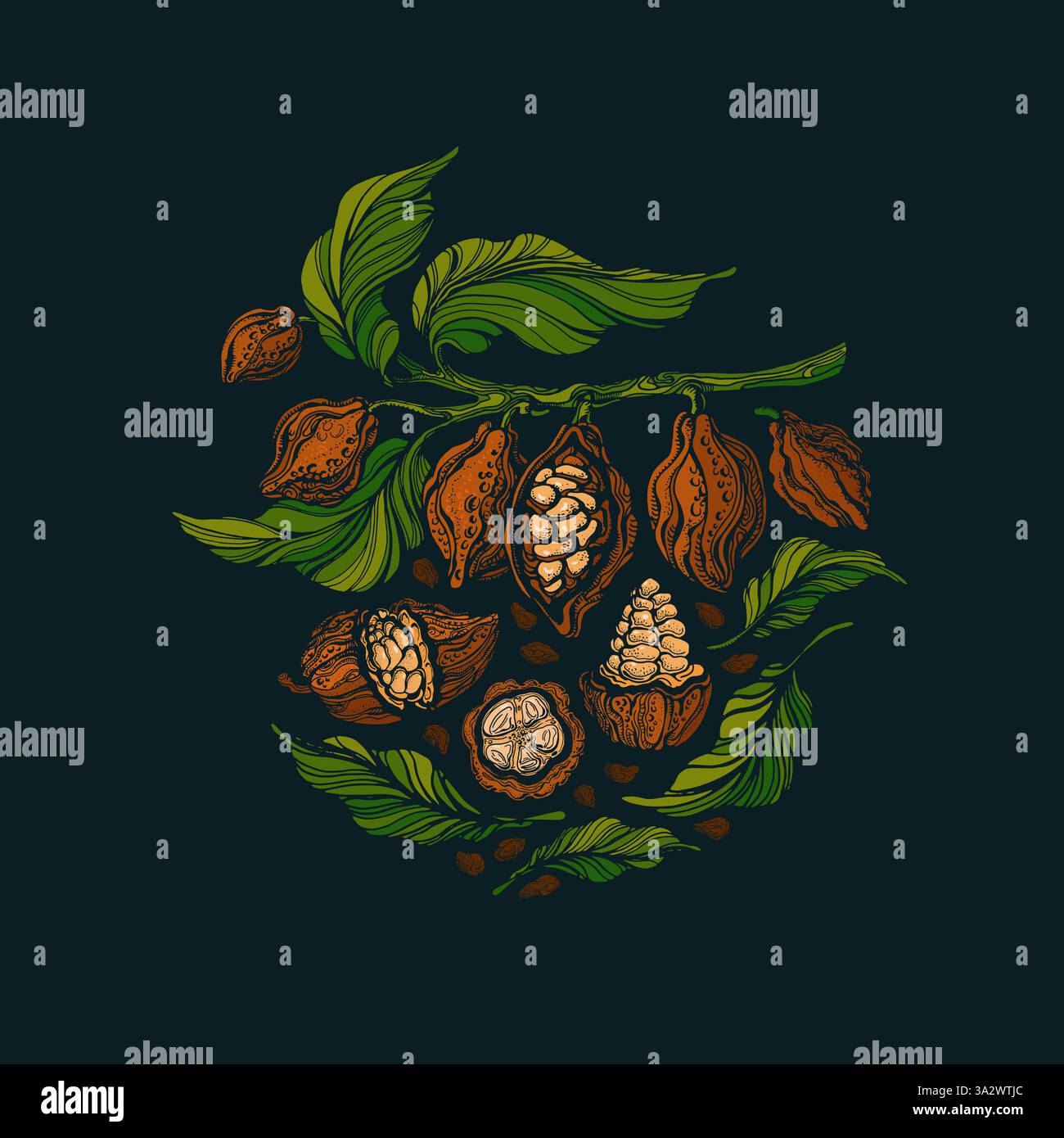 Cocoa texture set. Vector graphic painted tree, fruit, bean. Art ...