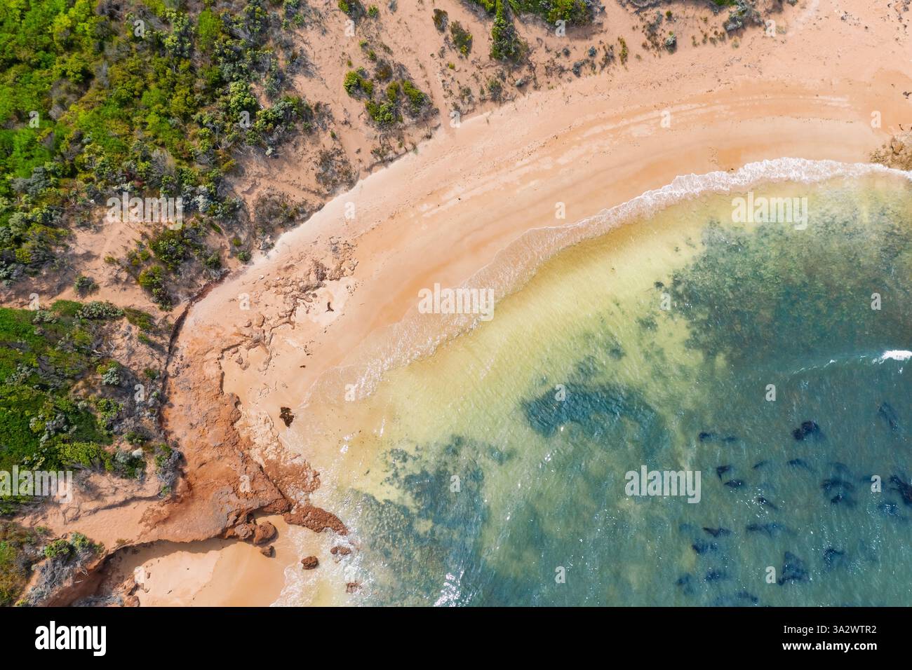 Aerial view of a curves andy beach below coastal vegetation at ...