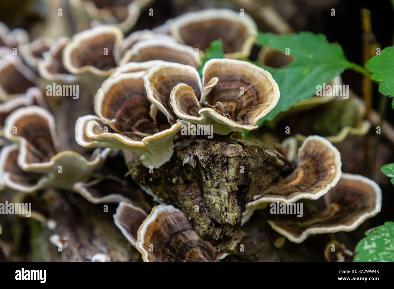 Clusters of Xylodon and Trametes fungi thrive on a decaying log ...