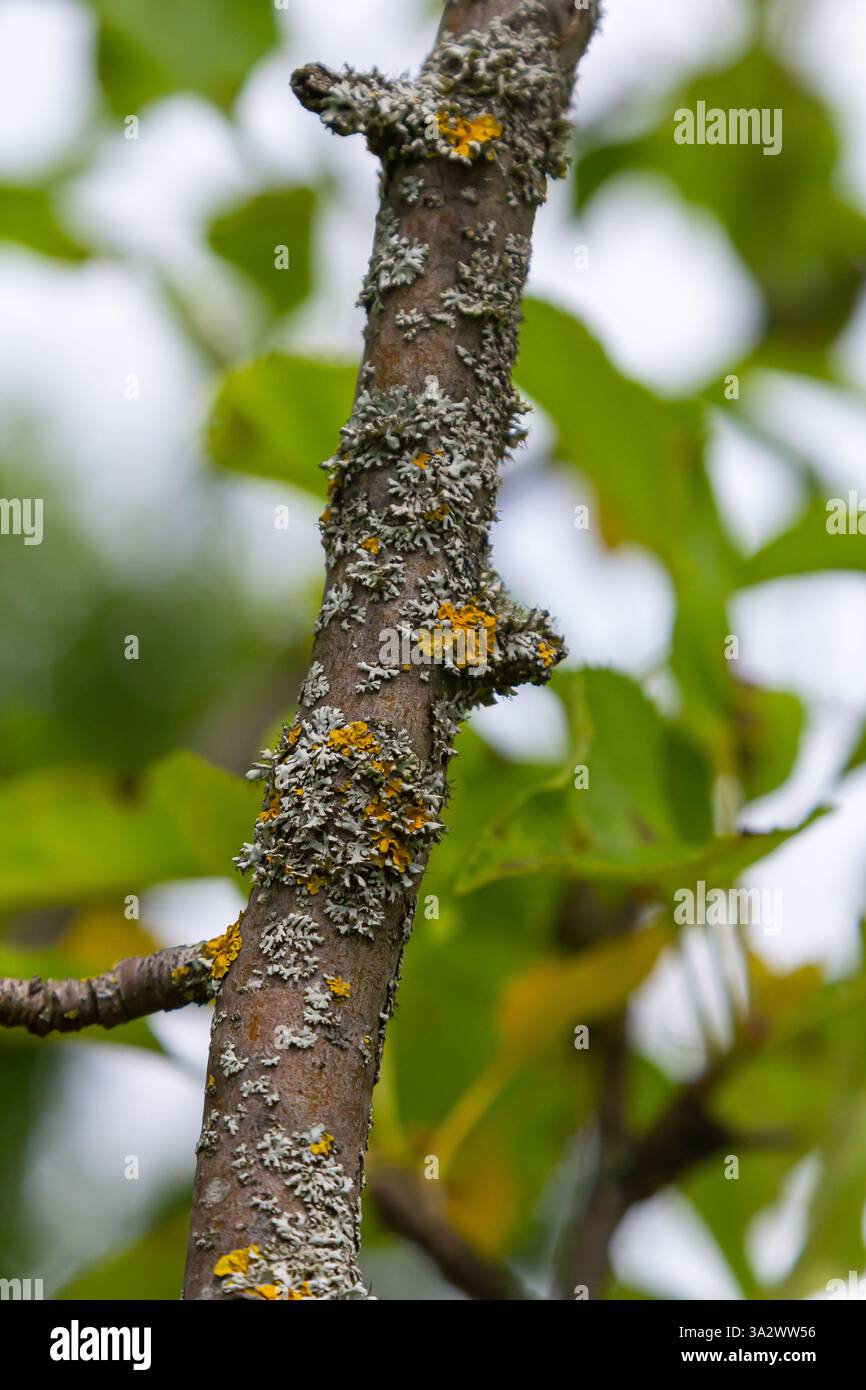 Orange lichen, yellow scale, maritime sunburst lichen or shore lichen ...