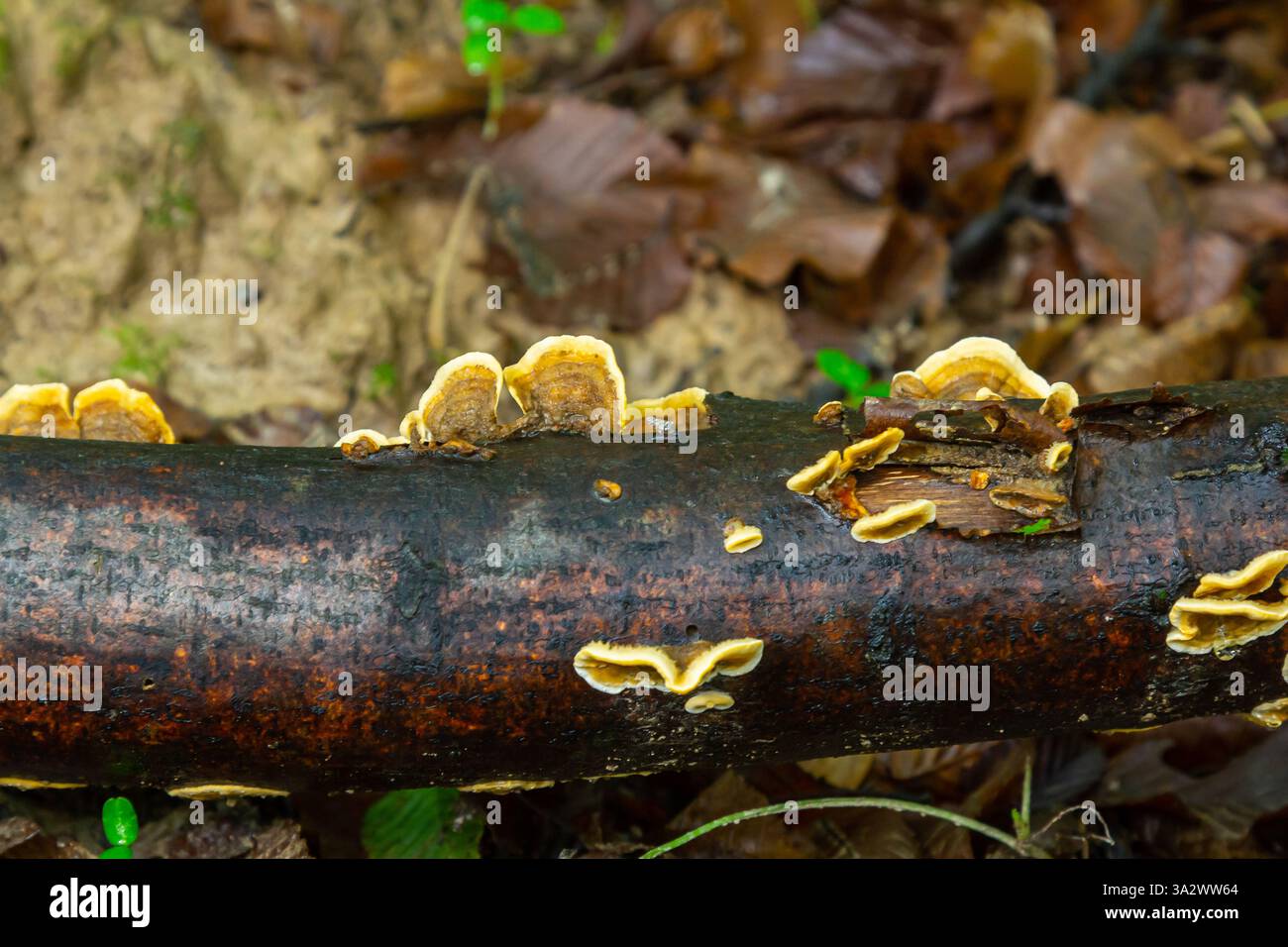 Vibrant fungi species are observed growing on decaying wood in a dense ...