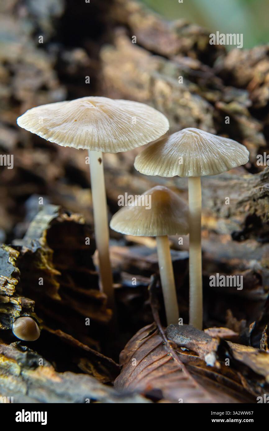 Delicate Psathyrella and Mycena galericulata mushrooms sprout from ...