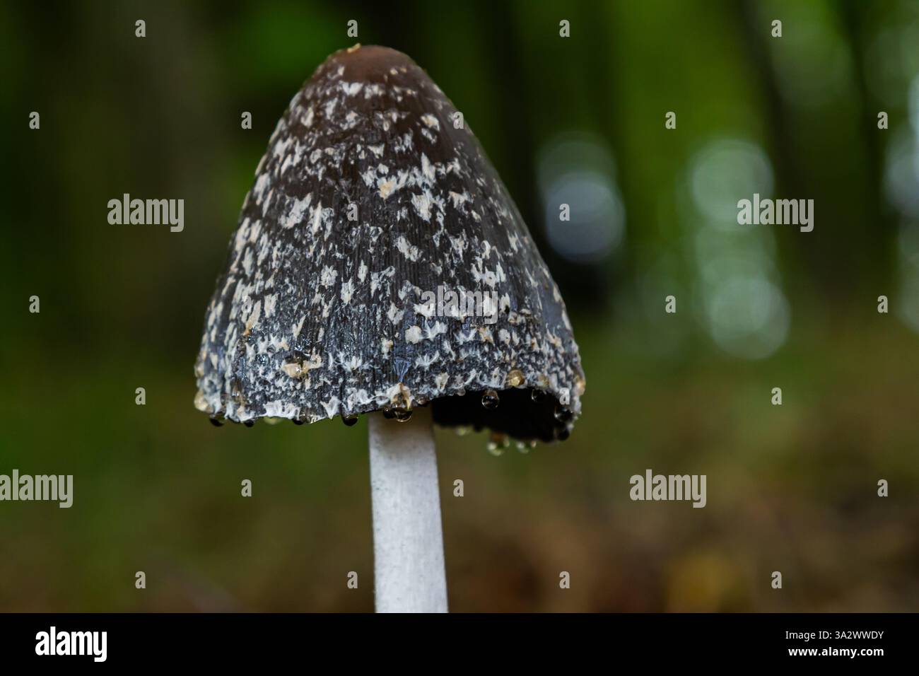 Coprinopsis Picacea also known as Magpie fungus poisonous mushroom in ...