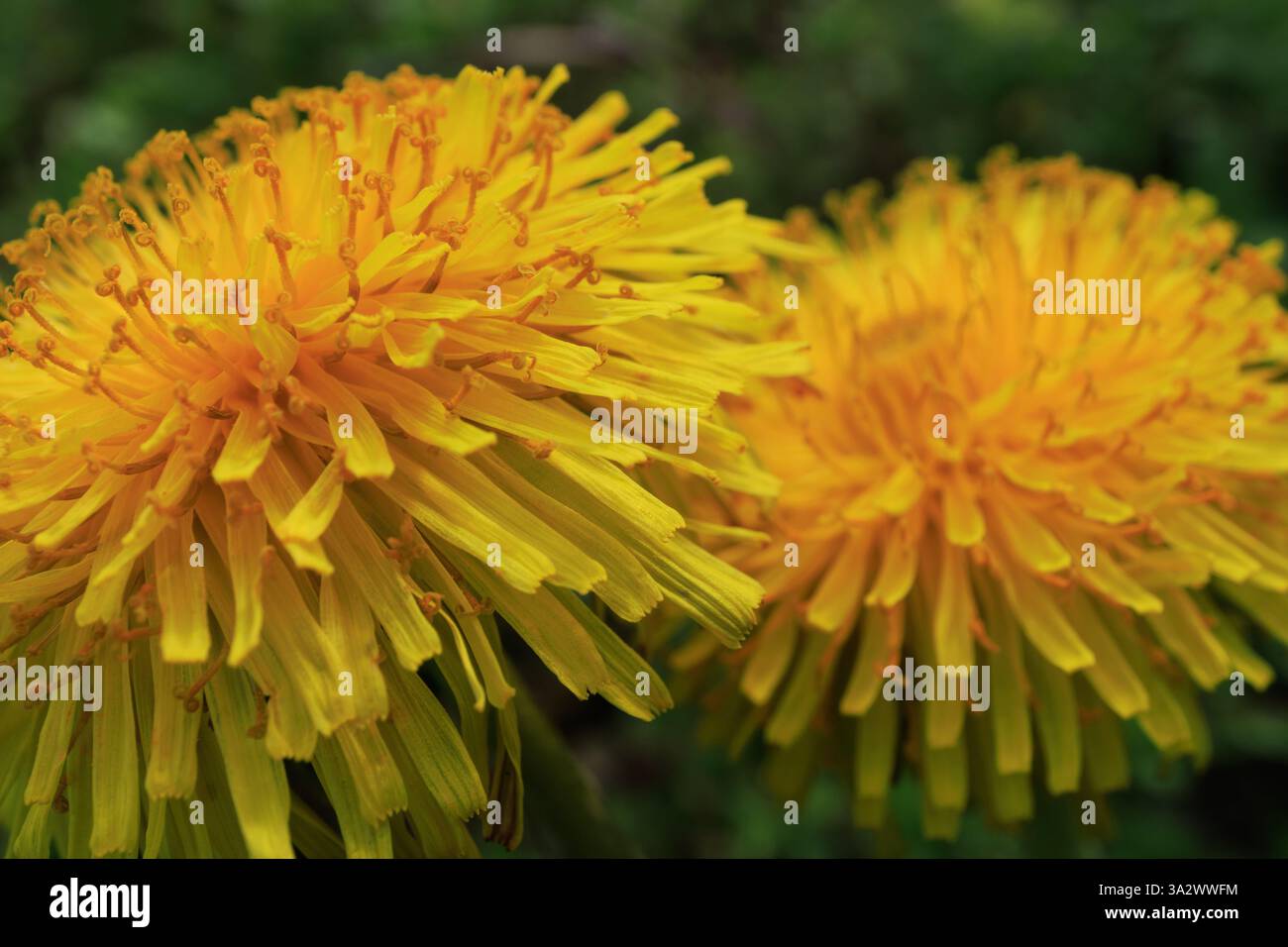 Taraxacum officinale Common Dandelion flower yellow round close up ...