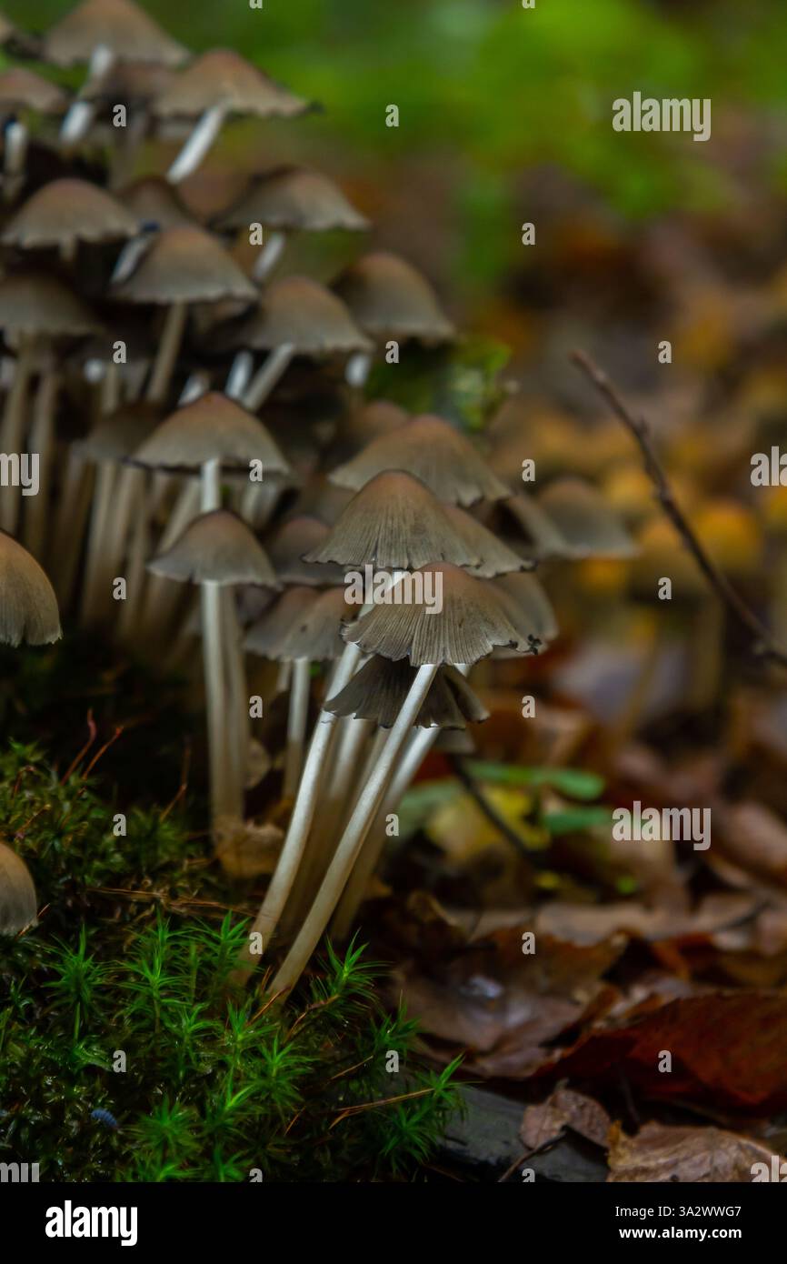 Mushrooms thrive on the forest floor, showcasing the unique forms of ...