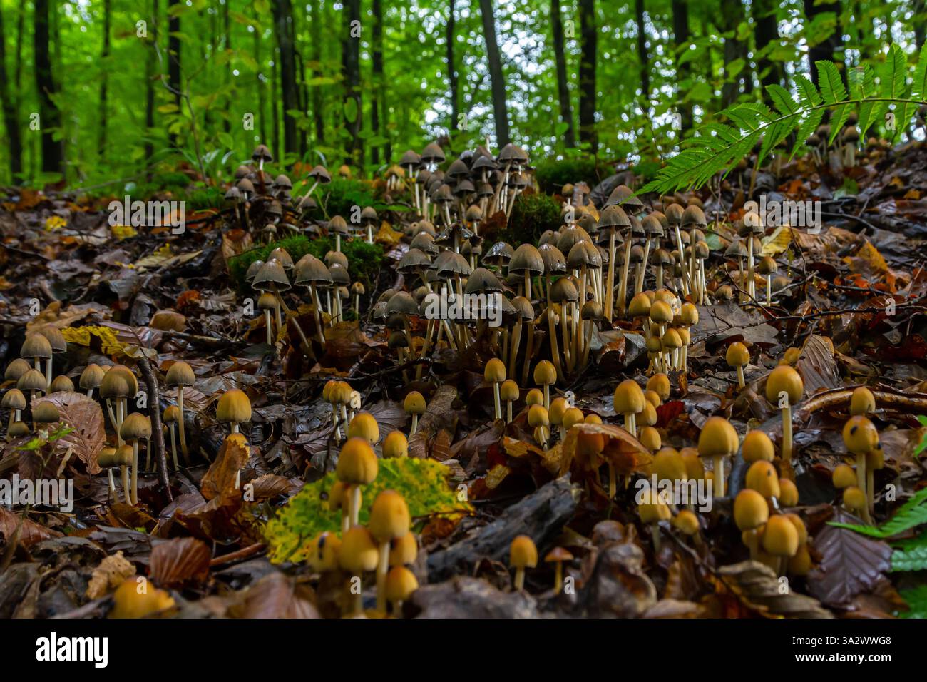 Mushrooms thrive on the forest floor, showcasing the unique forms of ...