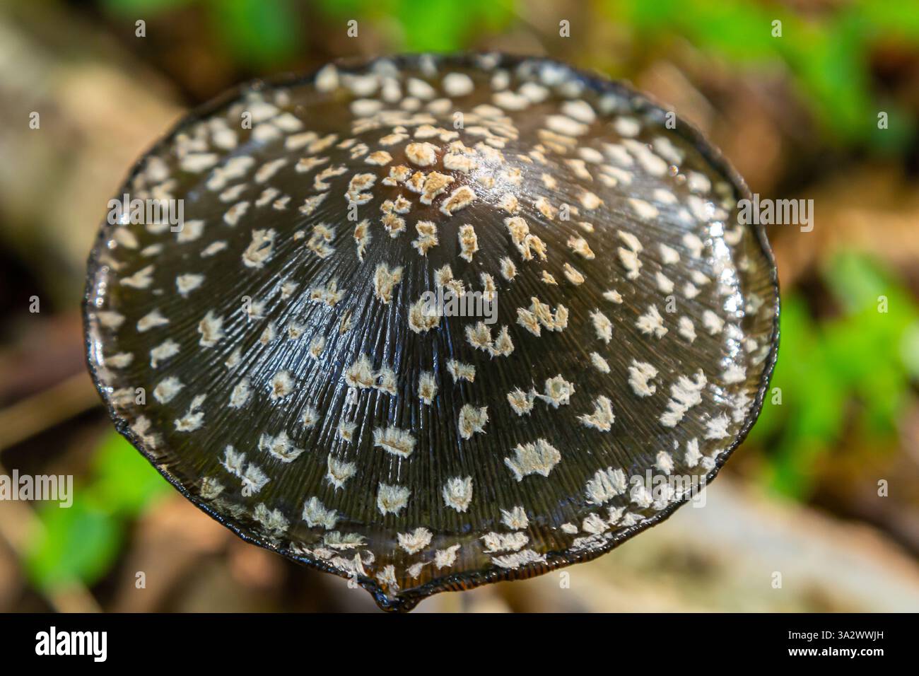 Coprinopsis Picacea also known as Magpie fungus poisonous mushroom in ...