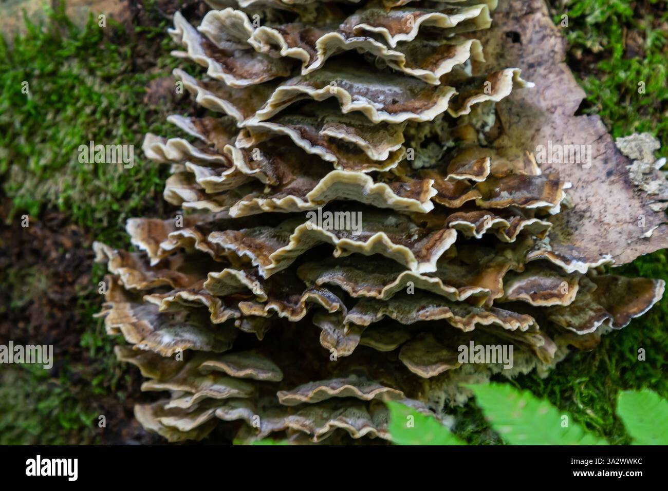 Intricate layers of Psathyrella and Hymenochaete rubiginosa fungi ...