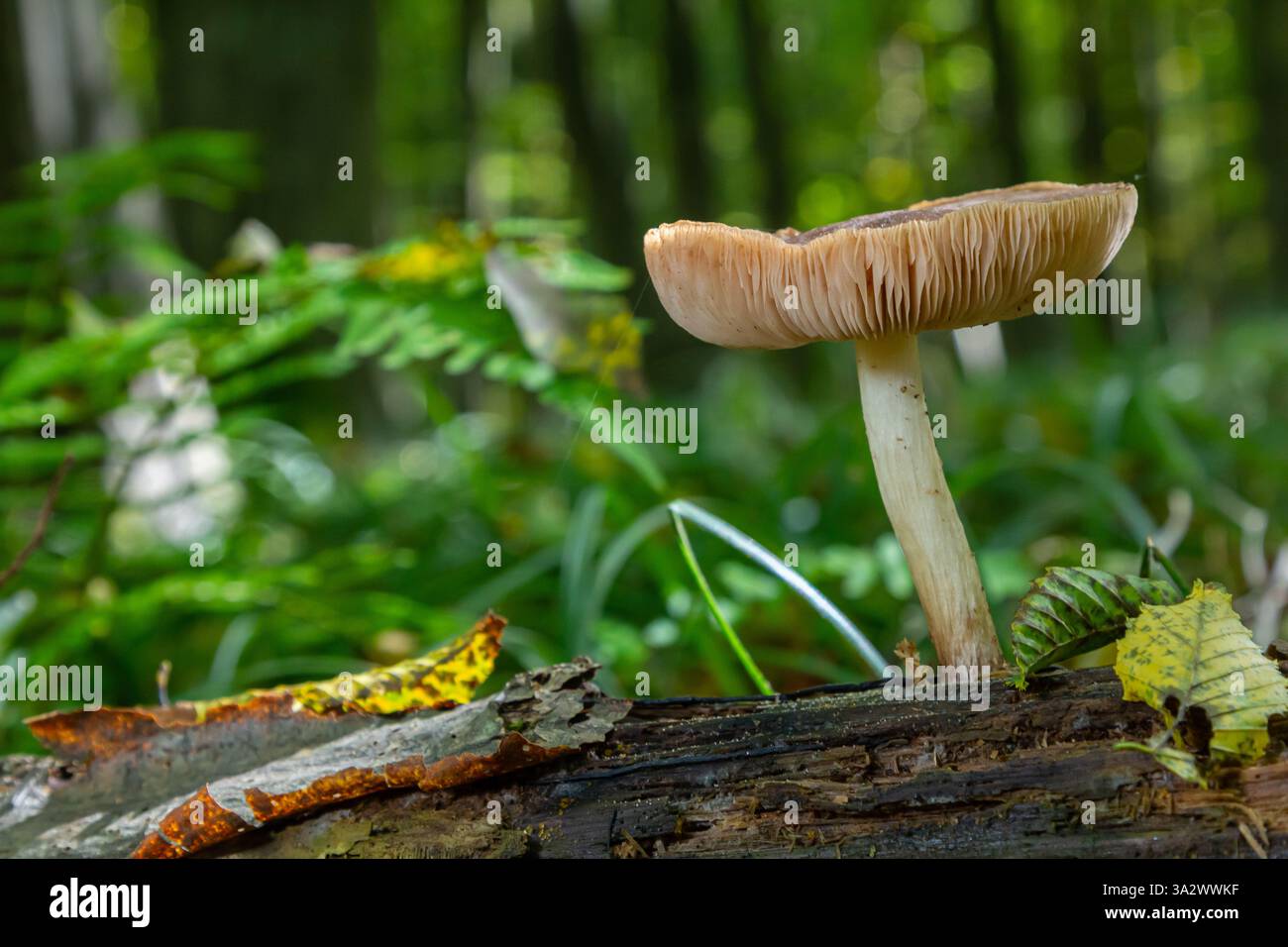 Colorful fungi, Amanita phalloides and Pluteus atricapillus, emerge ...