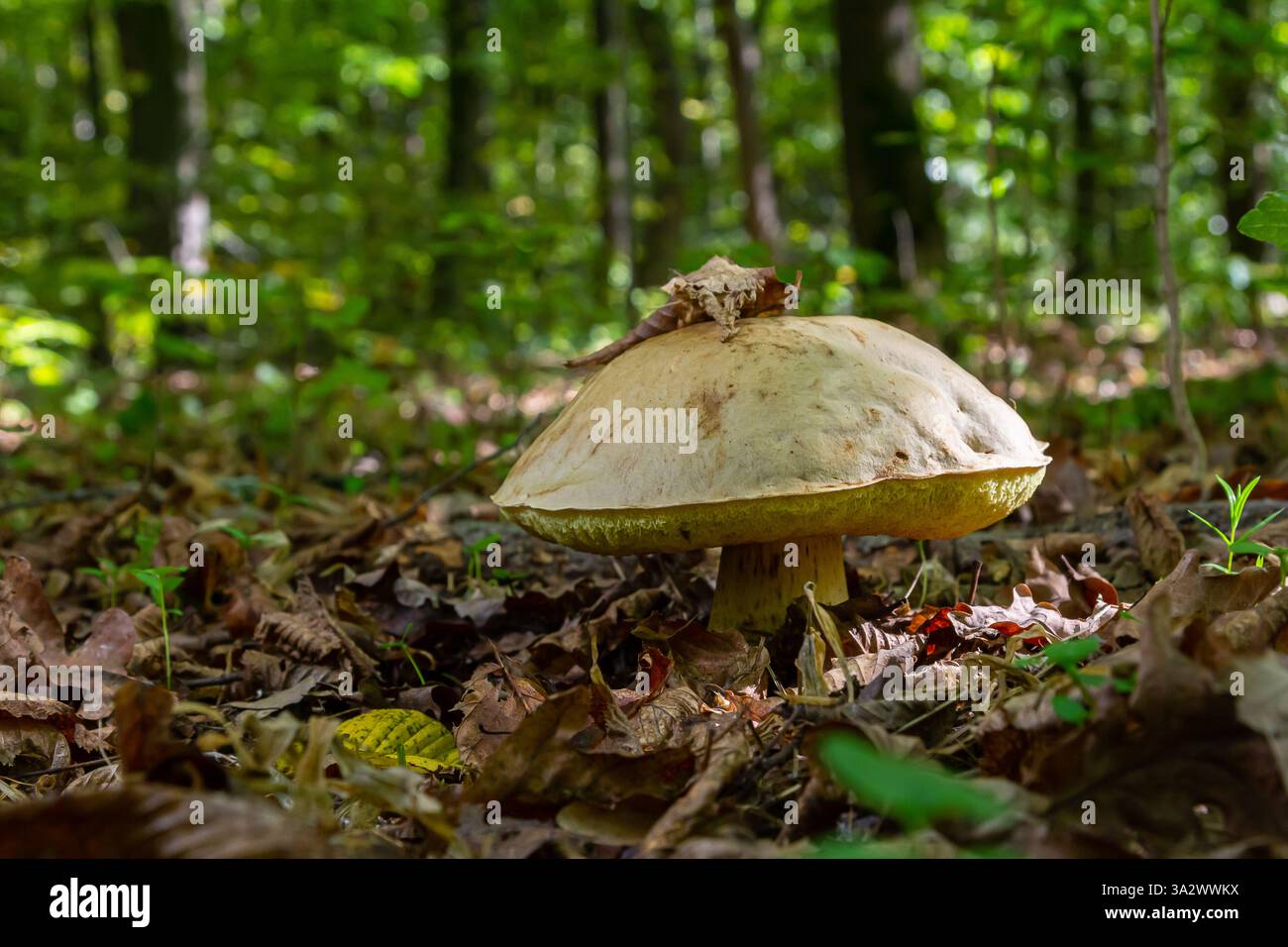 A striking green forest floor showcases Amanita phalloides and ...