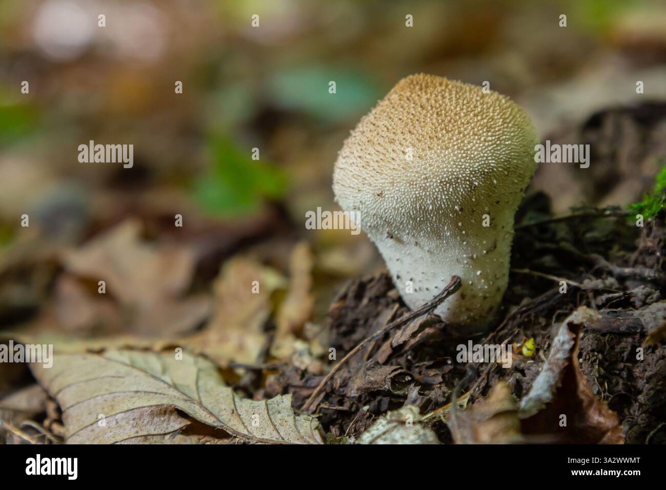 A detailed view of a Lycoperdon perlatum mushroom, also known as the ...