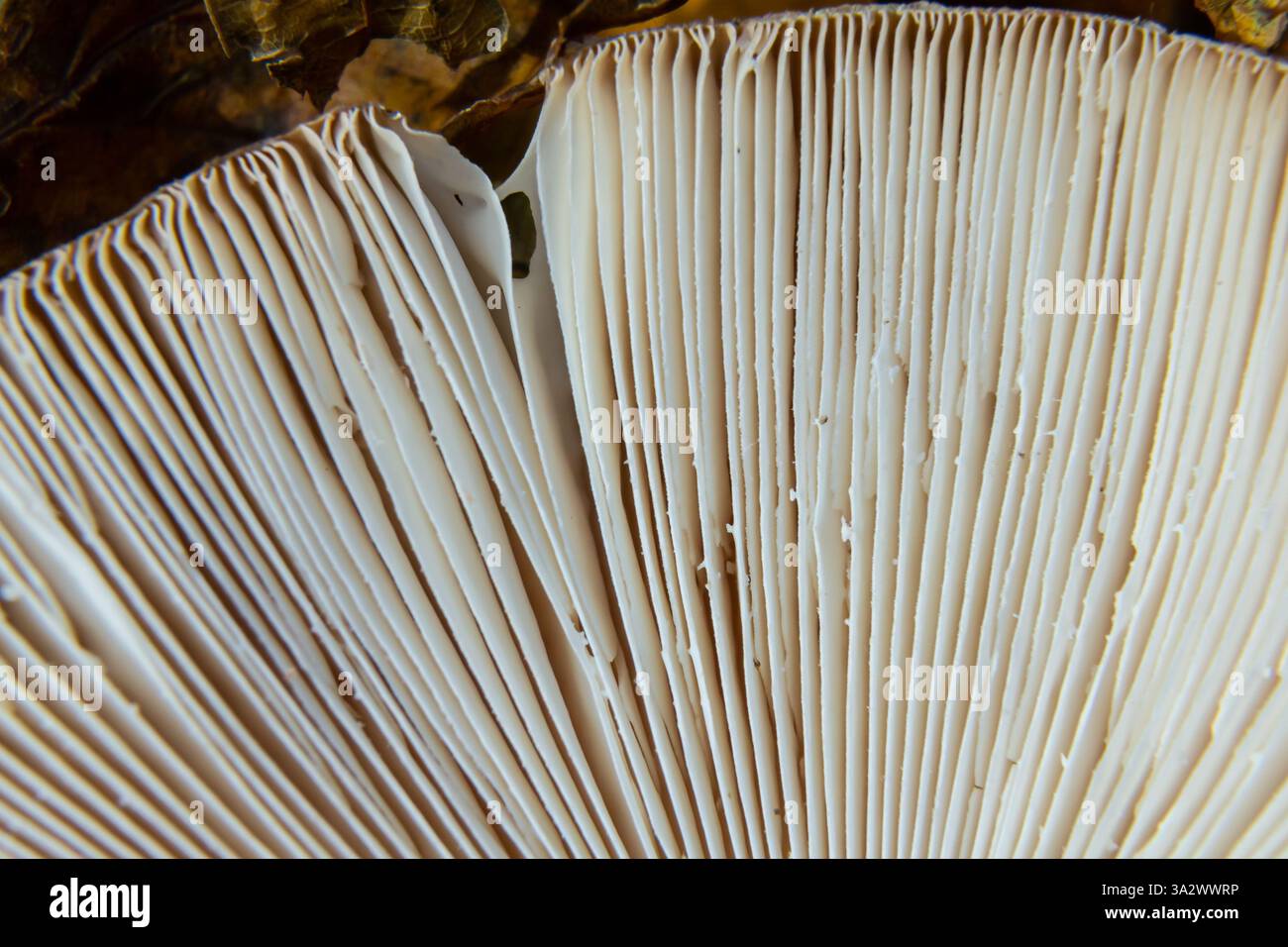 Close-up view of mushroom gills, linear patterns in soft creamy tones ...