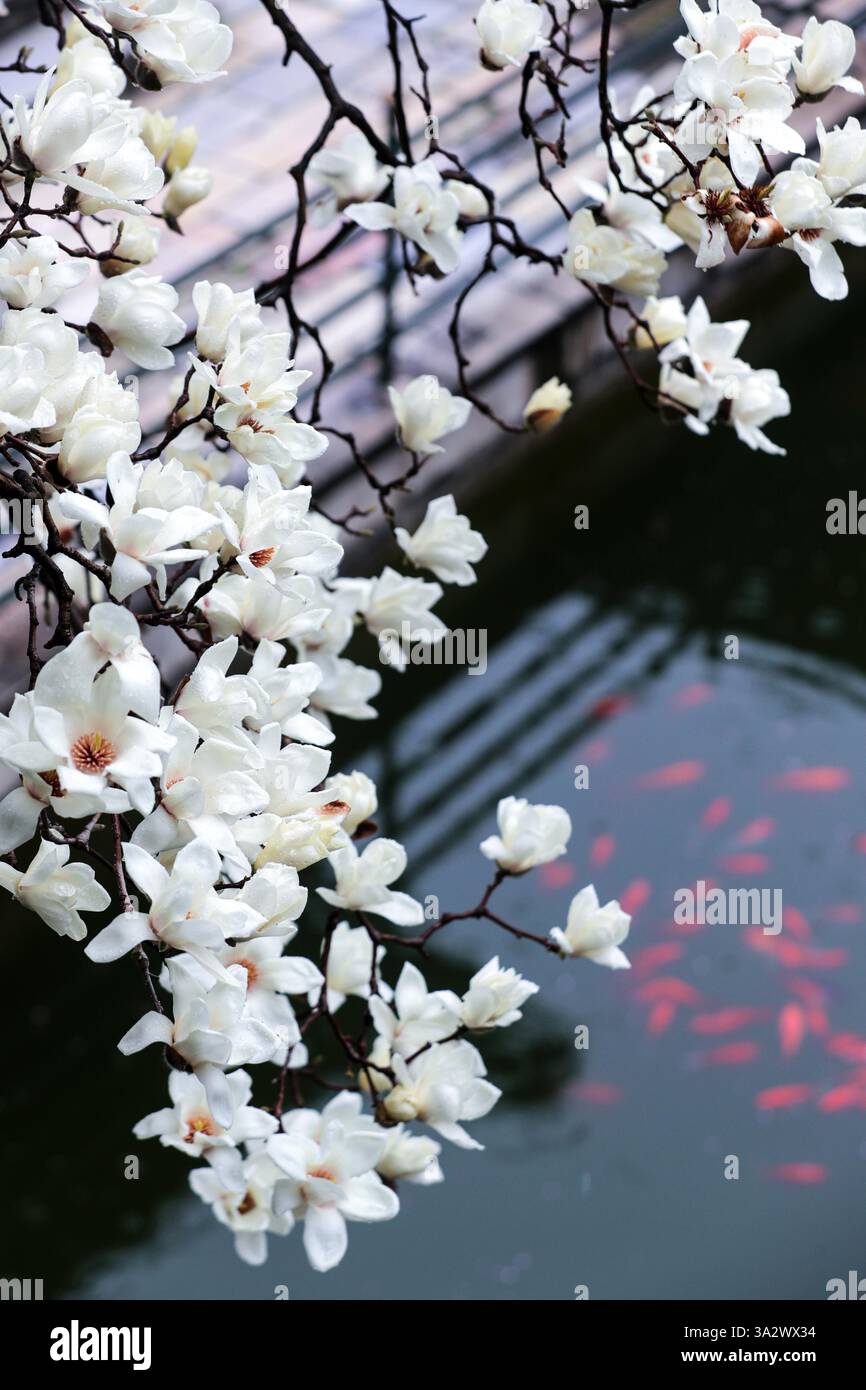 Magnolia flowers bloom at He Garden in Yangzhou City, east China's ...