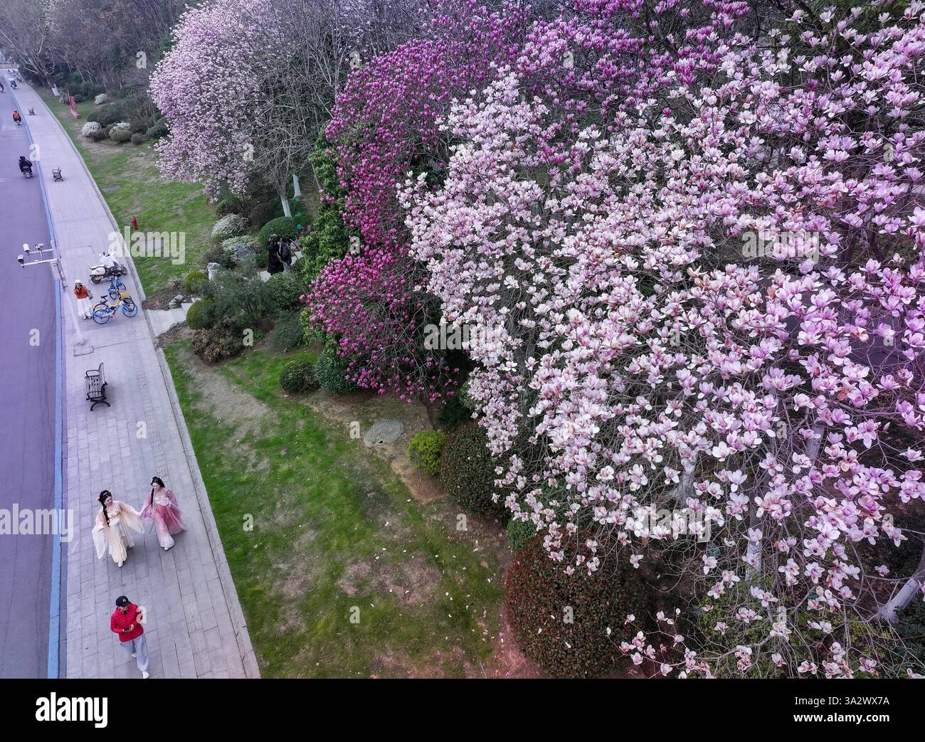 Spring flowers bloom in Wuhan City, central China's Hubei Province, 11 ...