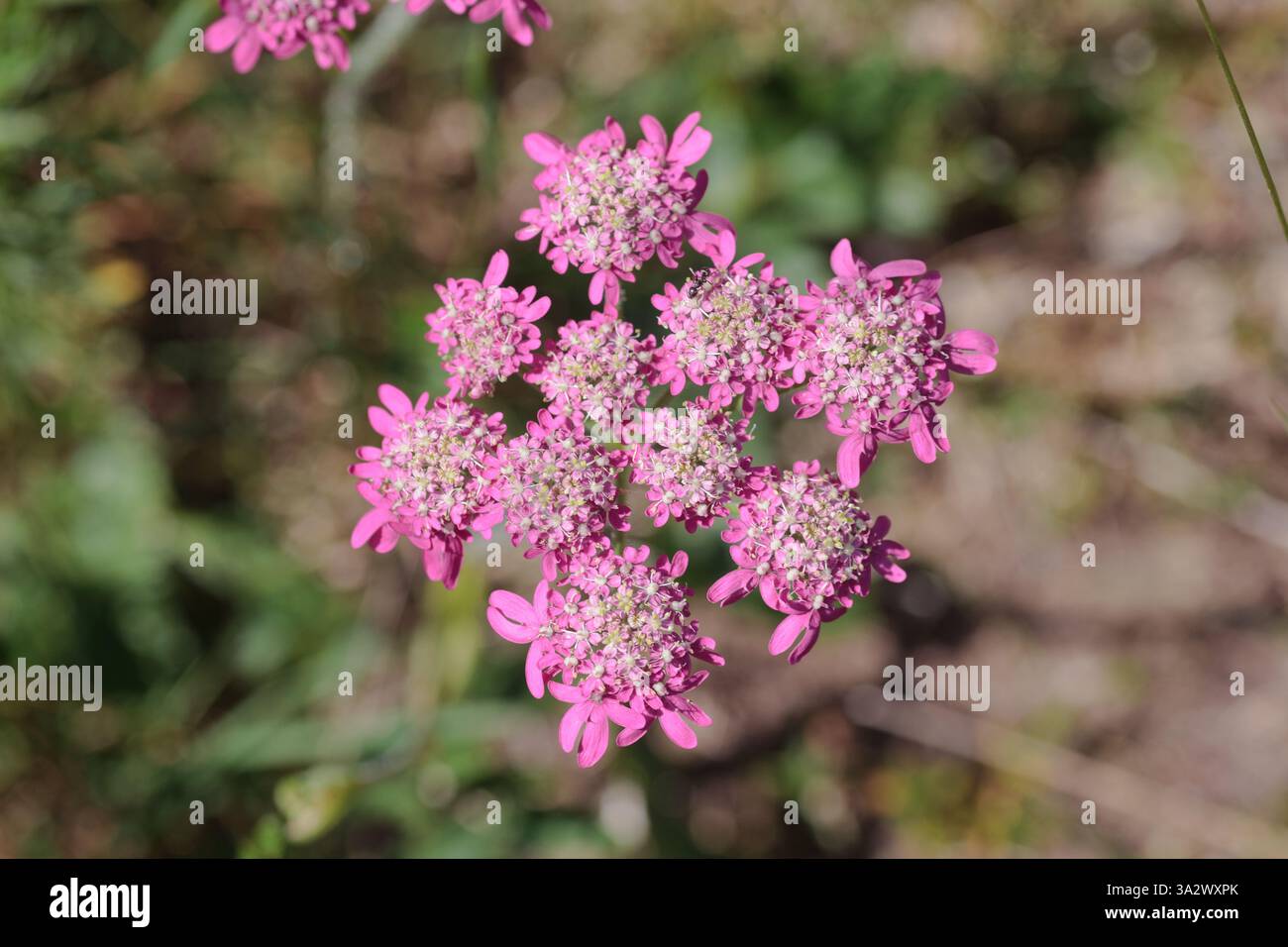 Pink flower of the Apiaceae or Umbelliferae family along the Triglav ...