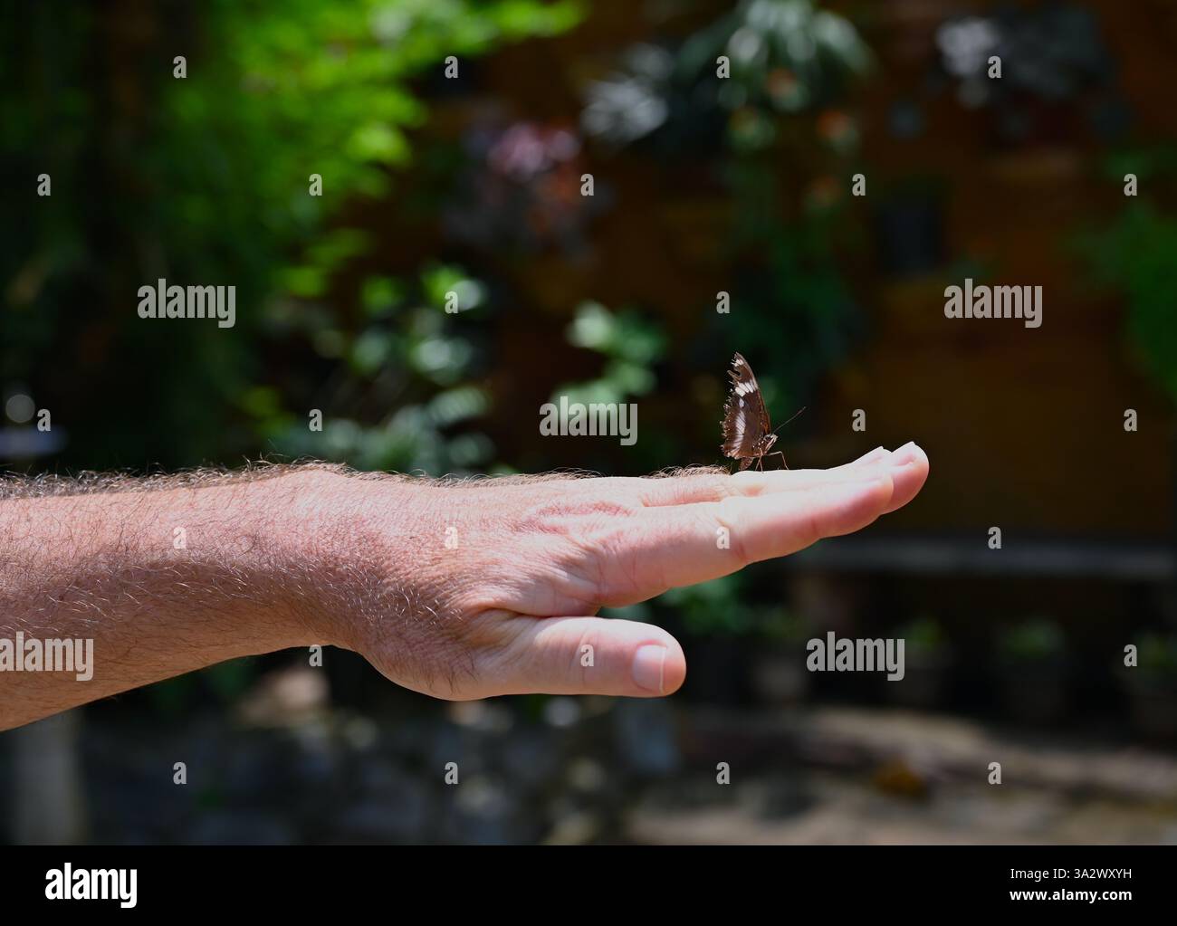 Human butterfly interaction hi-res stock photography and images - Alamy